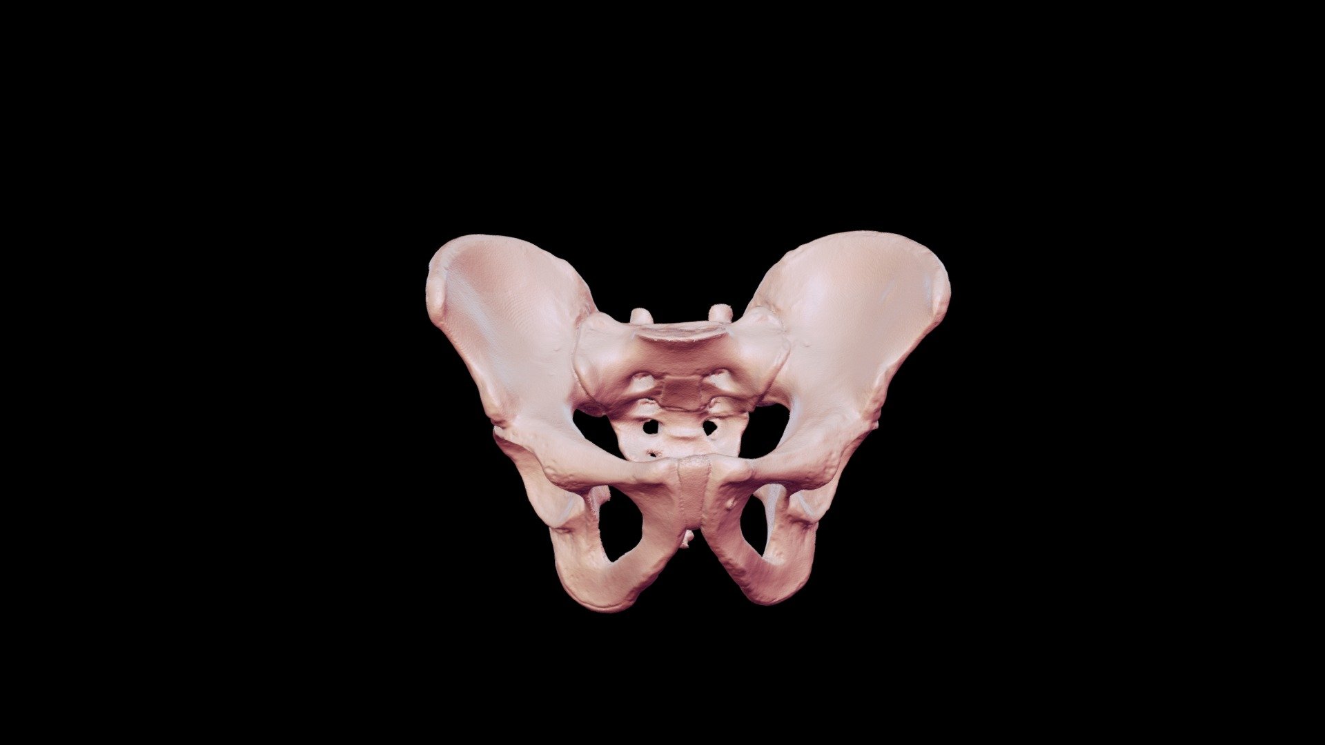 Pelvic Symphysis - 3D model by tkanan [a8b6599] - Sketchfab