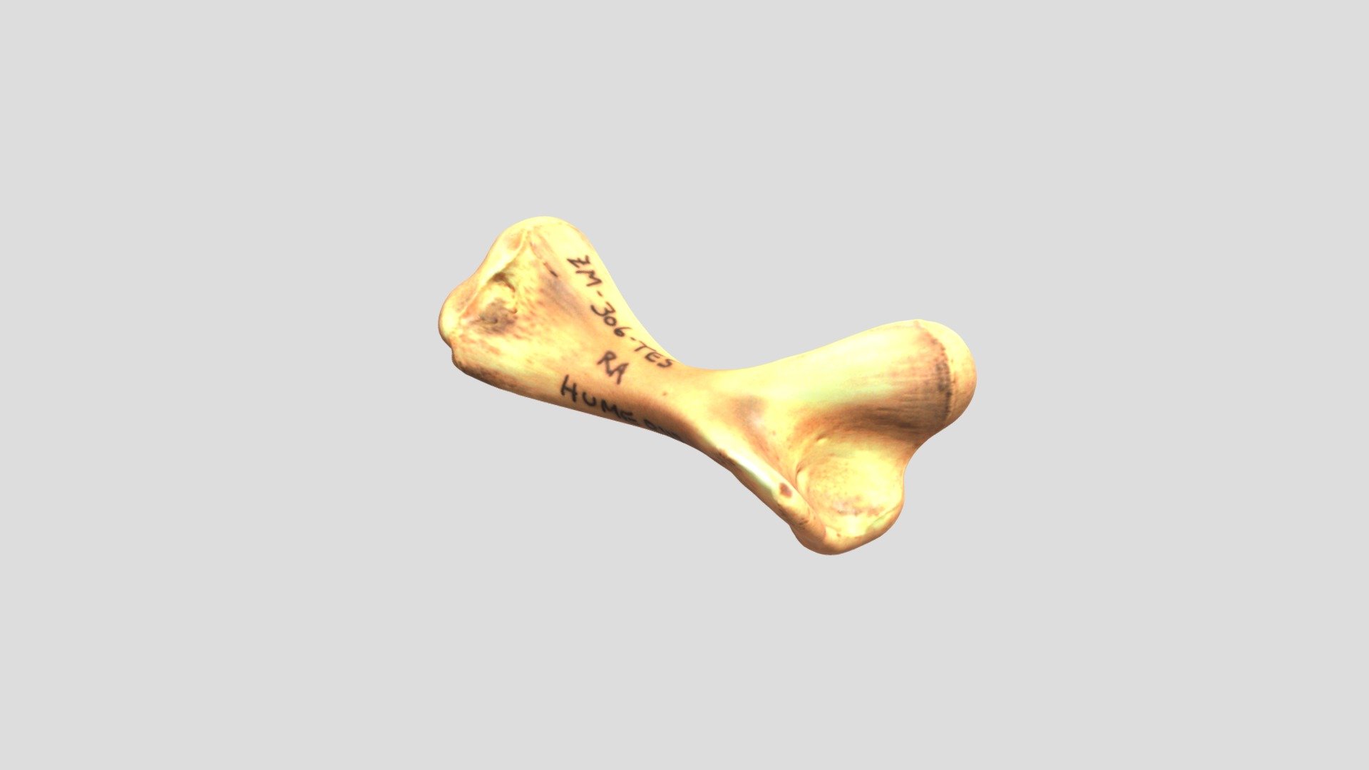 Chelydra serpentina - R humerus - 3D model by osteoarchaeology [a8b92f9 ...