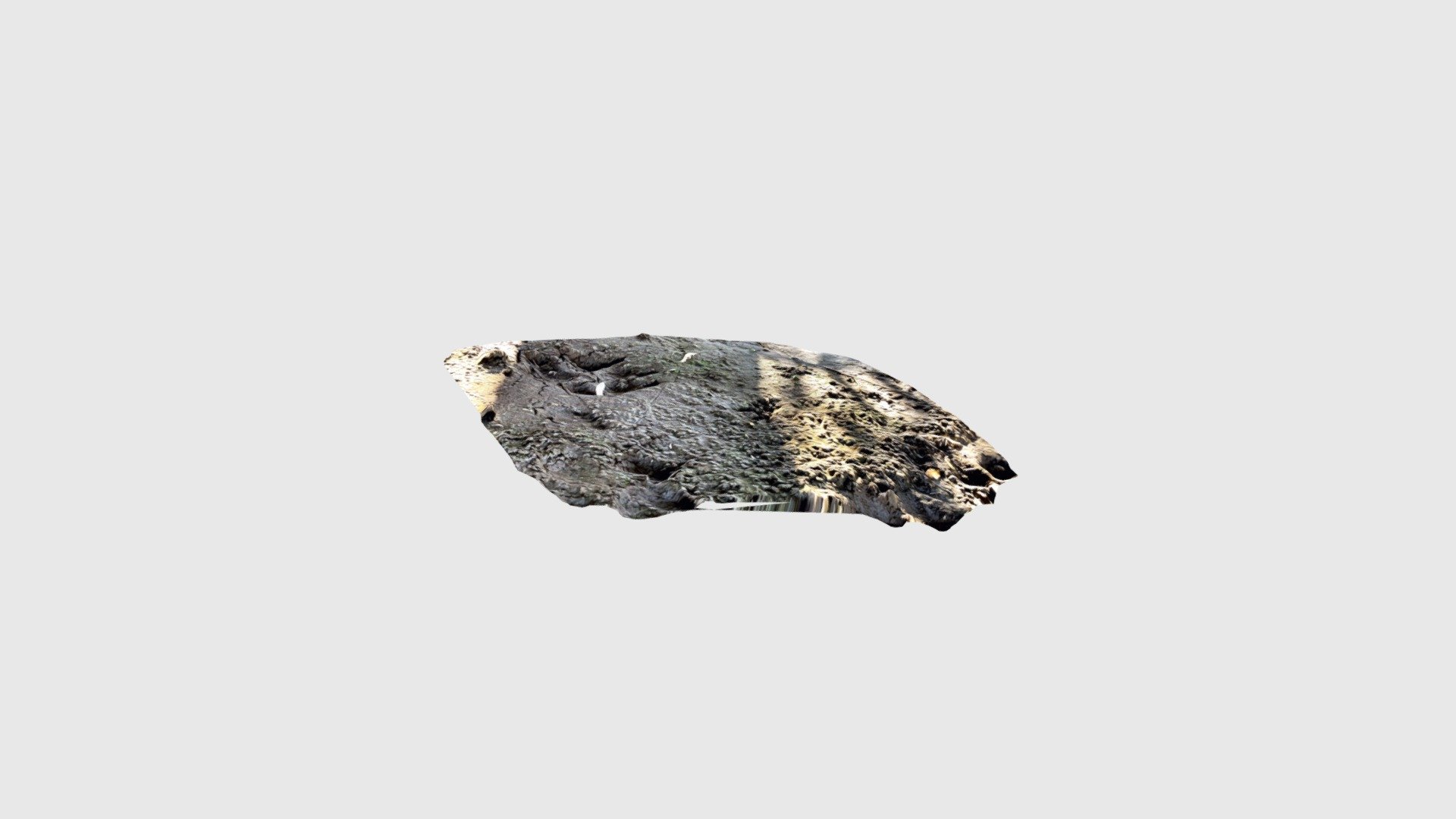 Muskrat front right and domestic dog - Download Free 3D model by ...