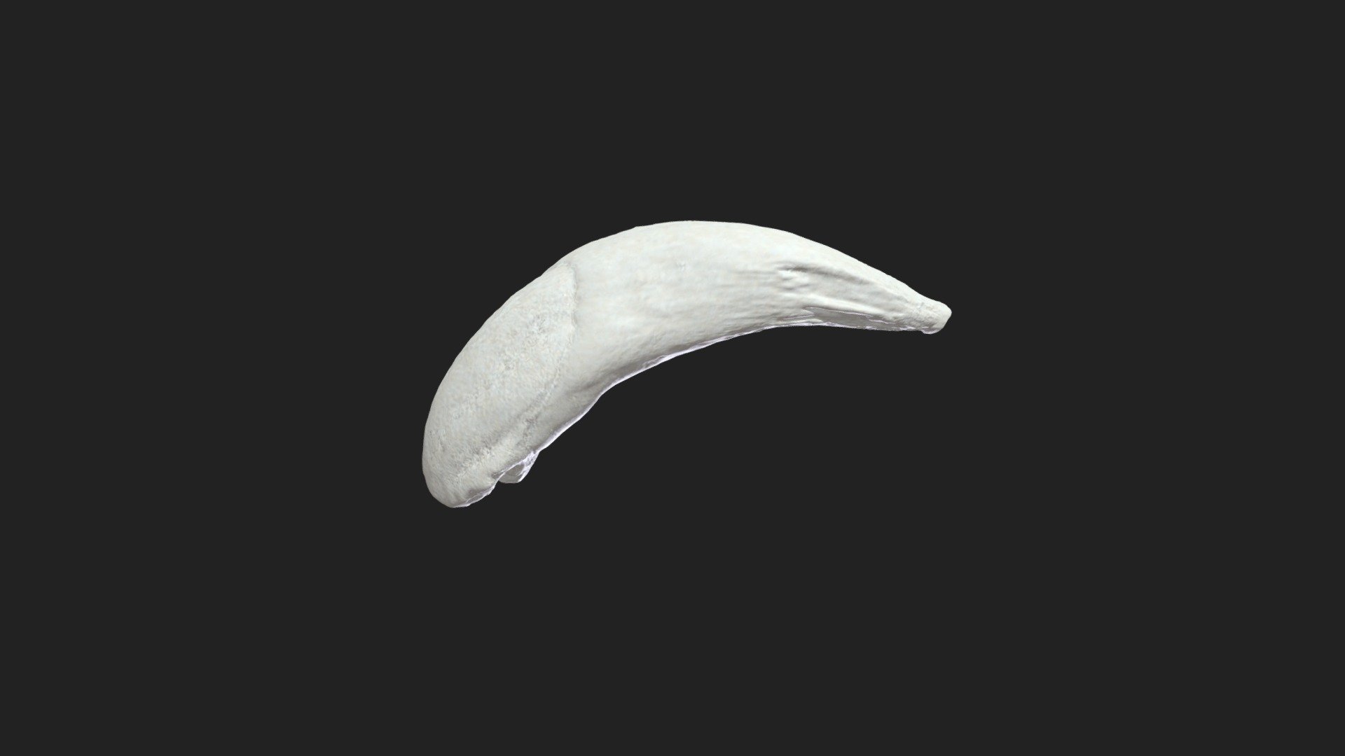 1st incisor (incisivus, I1) pig (upper jaw) - 3D model by vetanatMunich ...