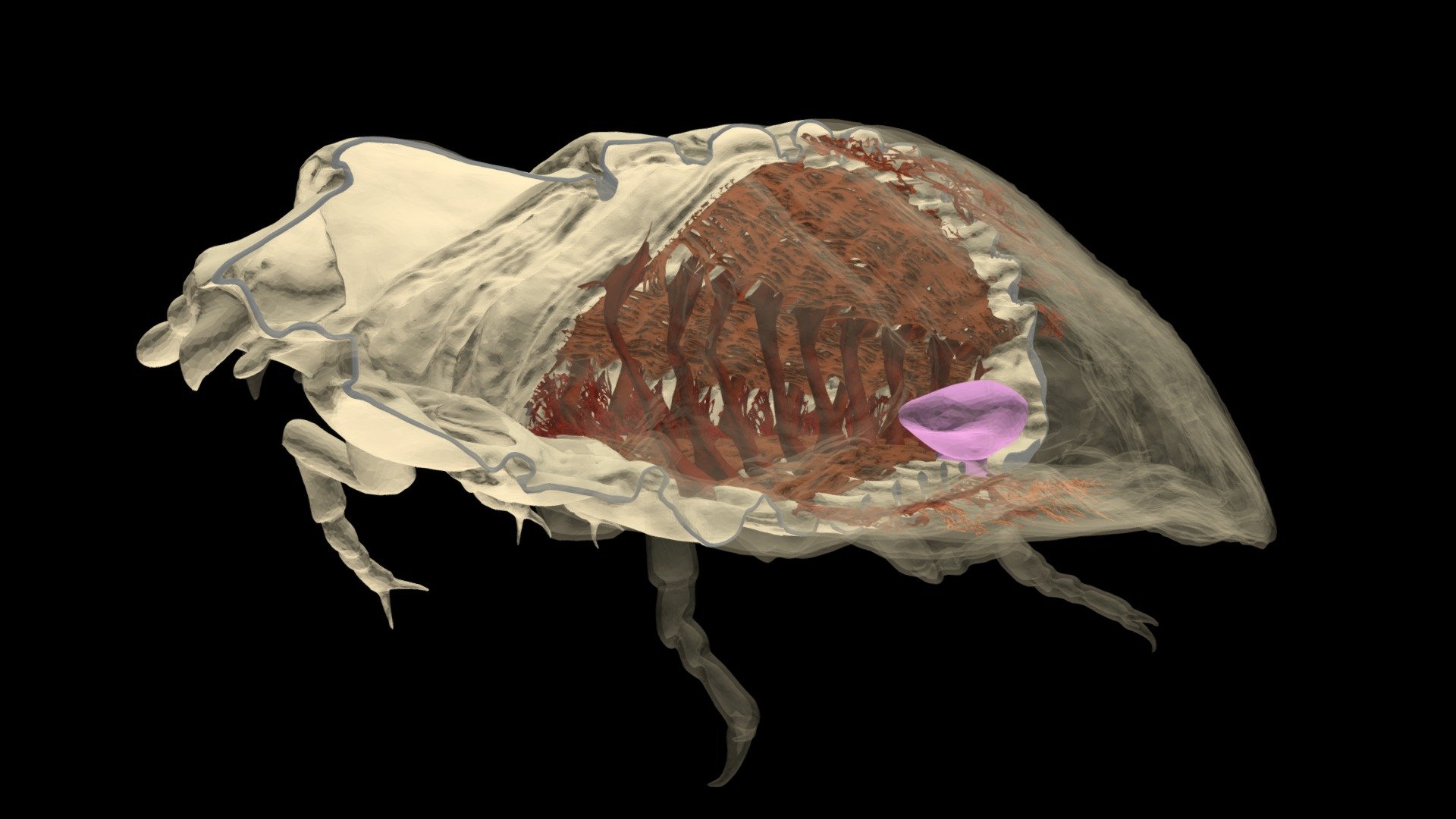 Model 7 - 3D model by Entomology Group Uni Jena (@entomology_uni_jena ...