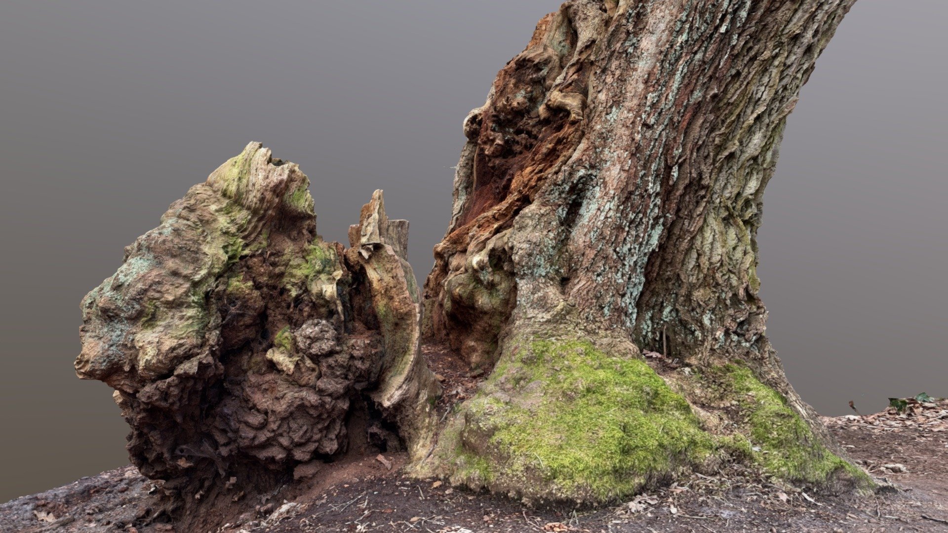 Tree stump burl - Download Free 3D model by CrowsEpicScans [a8c2369 ...