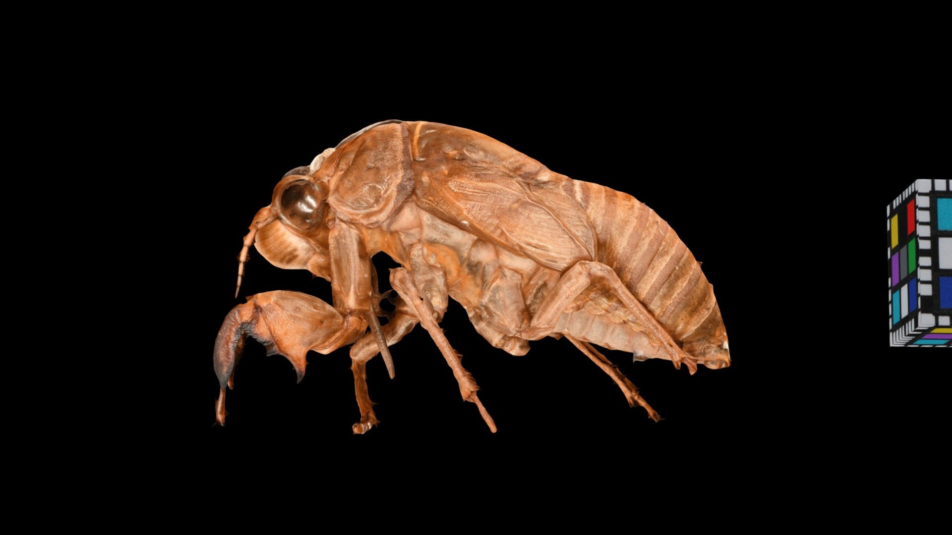 アブラゼミ 抜け殻 Large Brown Cicada, G.nigrofuscata - Download Free 3D model ...