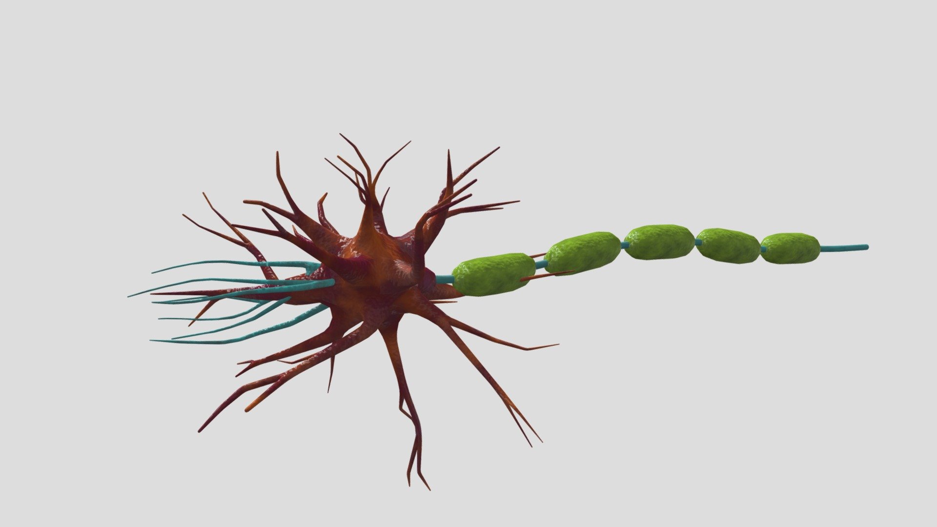 Neuron Animated - Download Free 3D model by prabhatsharma8030 [a8d6769 ...