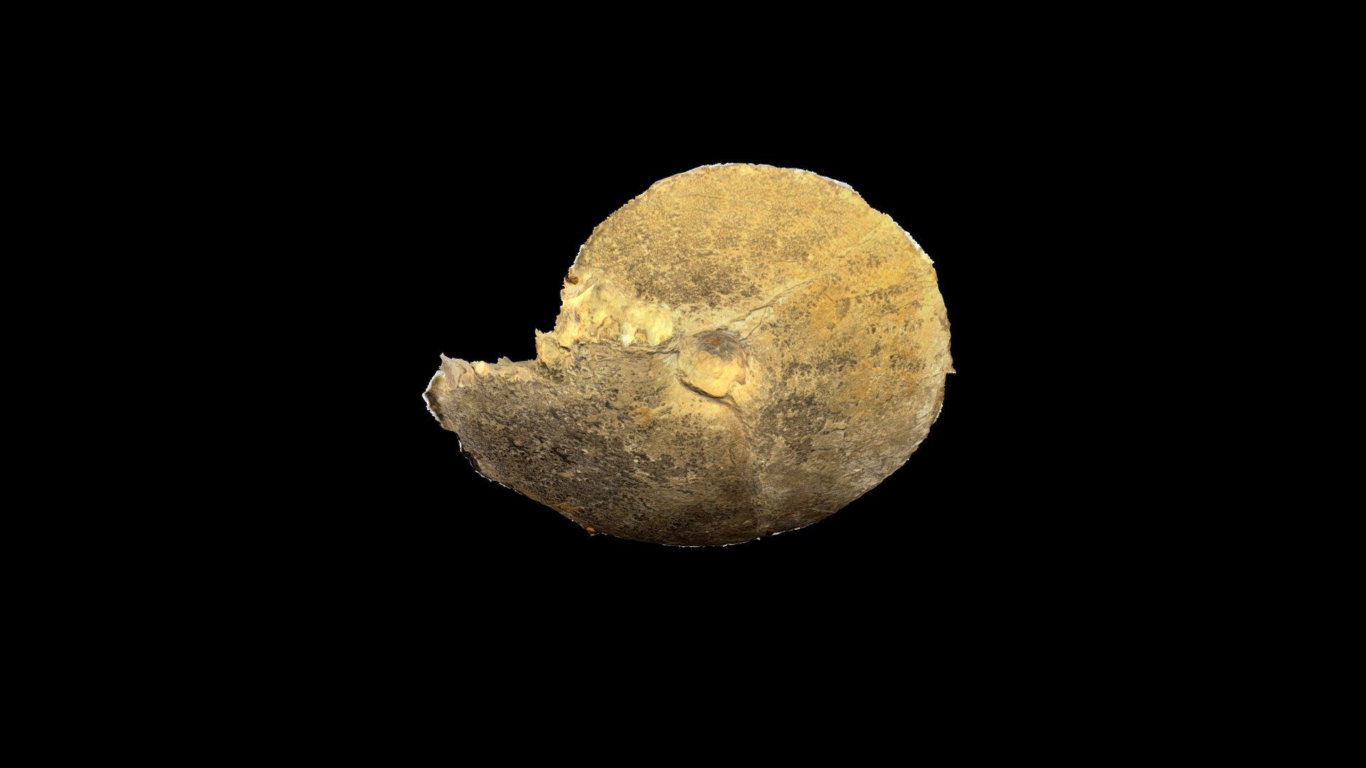 Ammonite - 3D model by ESUEarthSci [a8de094] - Sketchfab