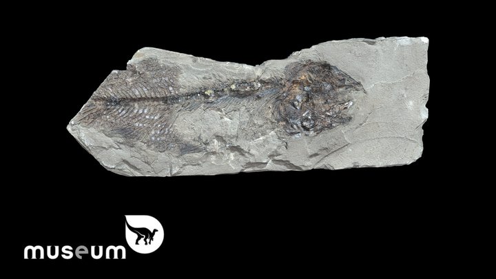 Robustus 3D models - Sketchfab