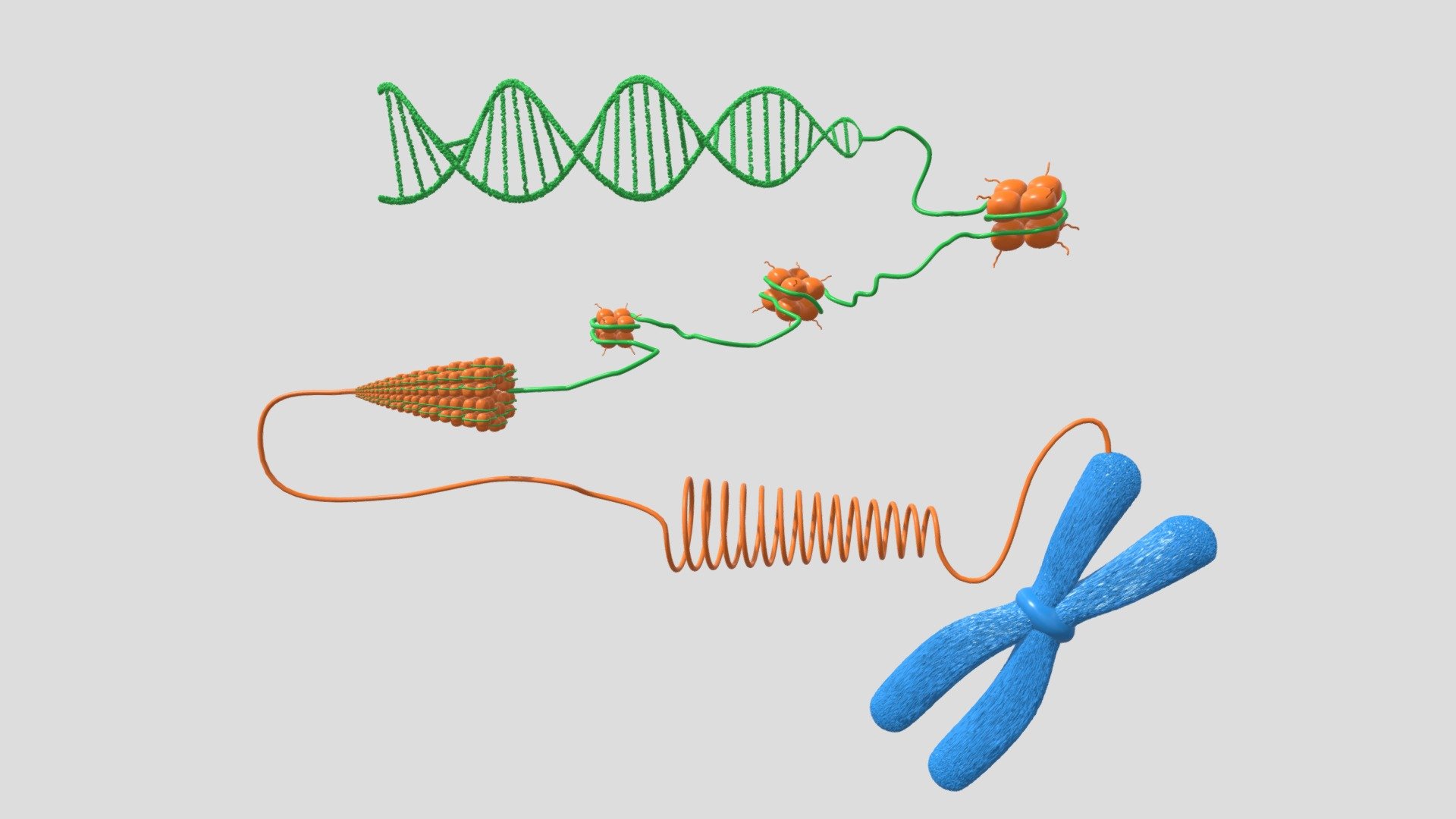 DNA Levels of Compaction - 3D model by Júlio Panzera (@juliopanz ...