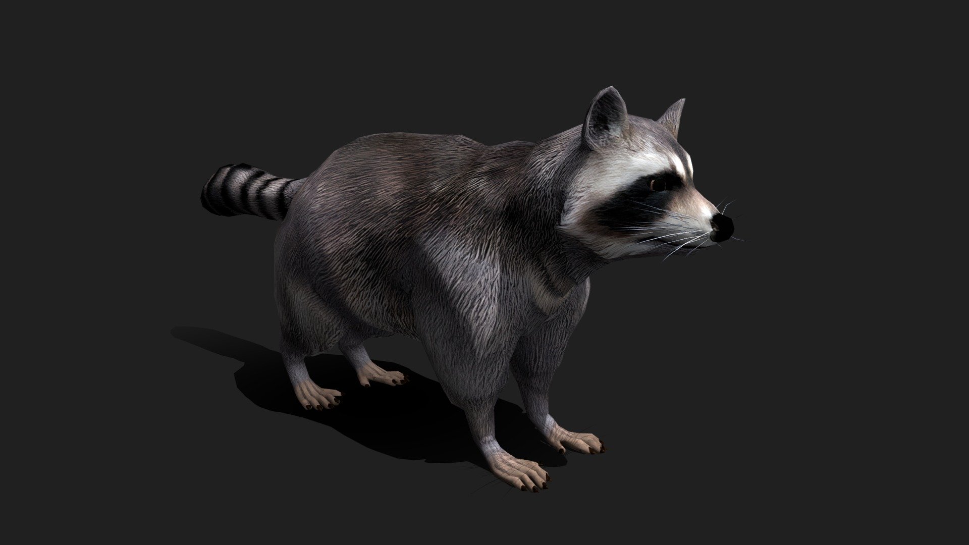 Realistic Raccoon 3D Model - Download Free 3D model by WildMesh 3D ...