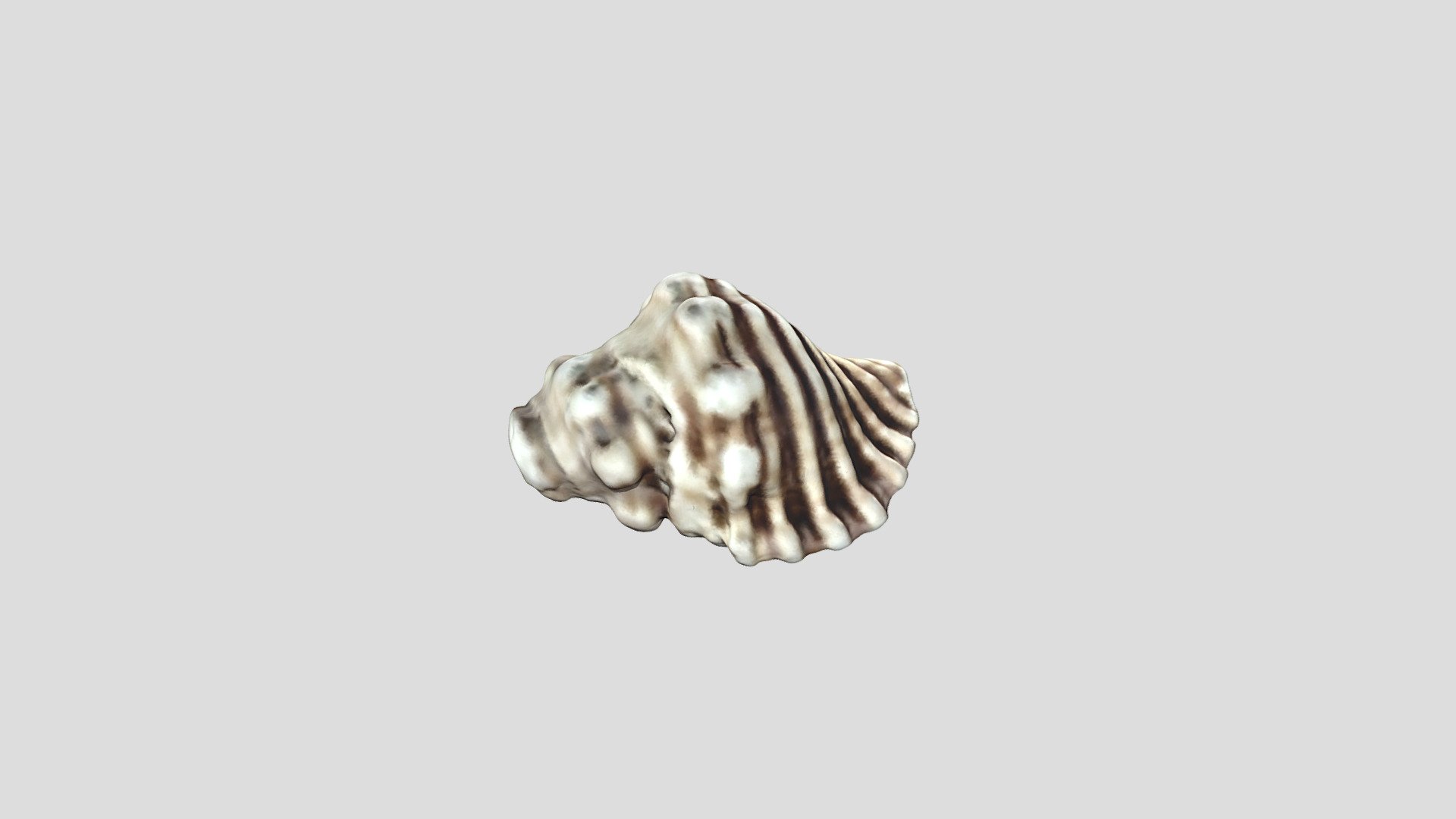 shell-2 - Download Free 3D model by Thirdimension [a8f1122] - Sketchfab