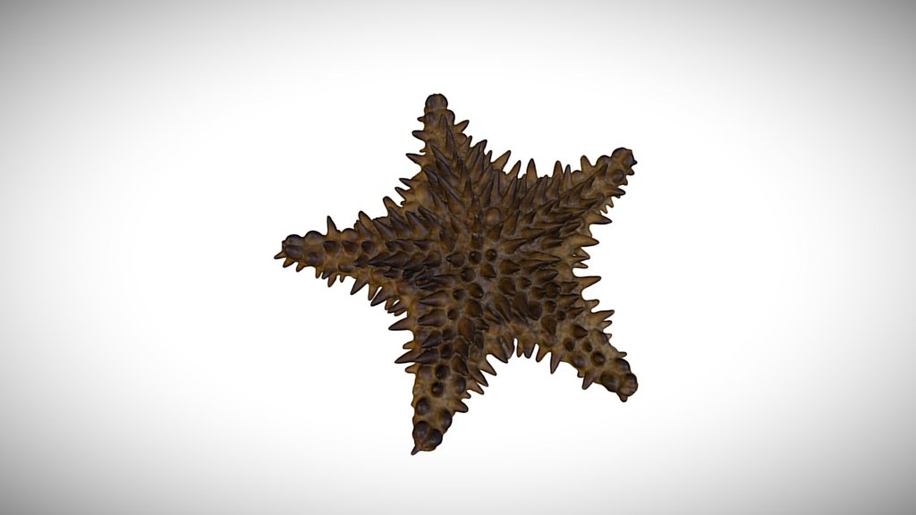 Amphiaster insignis / CASIZ 65843 - 3D model by California Academy of ...