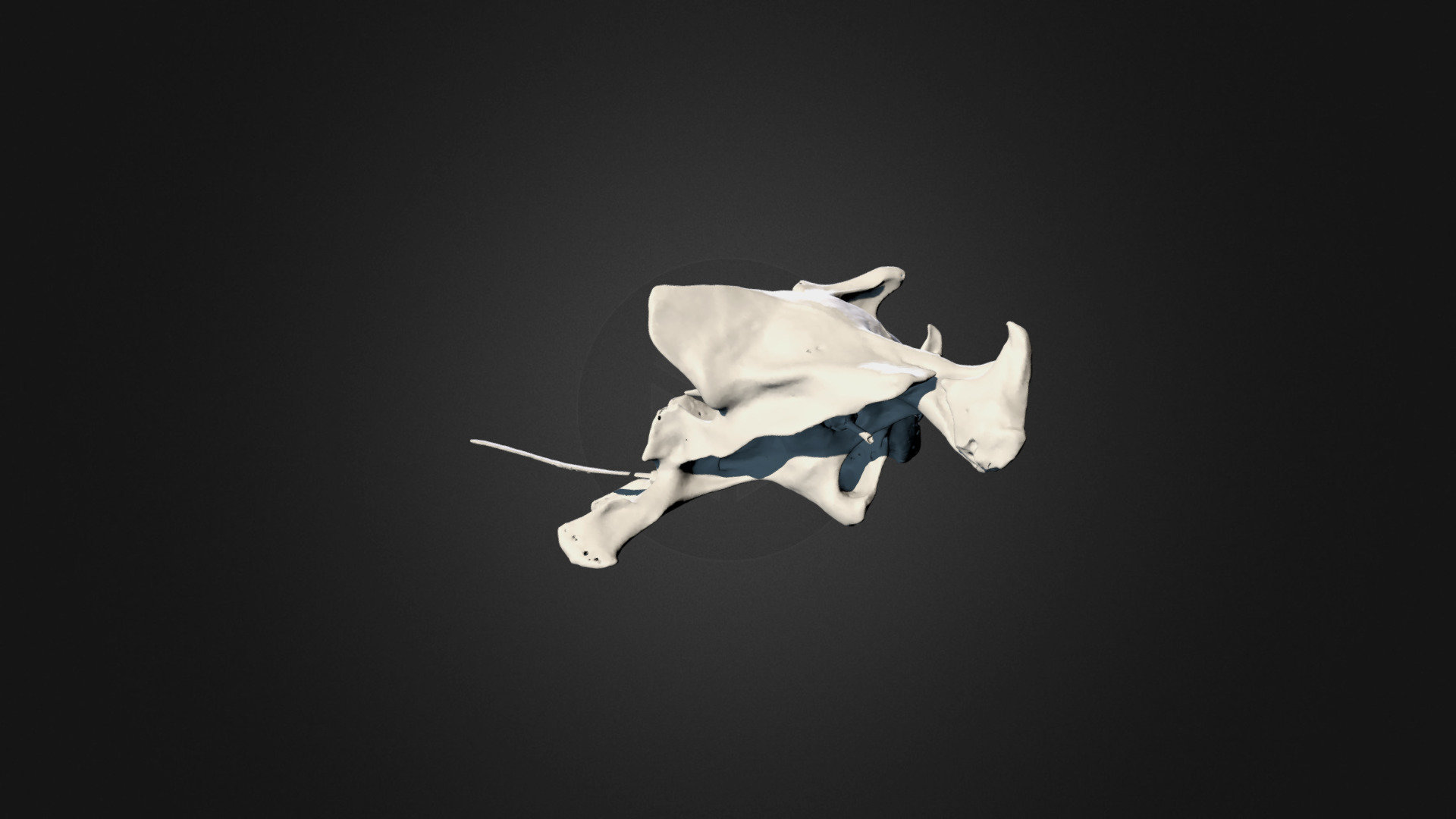 Smaug Vandami AMB8193 Braincase - 3D model by Blackburn Lab (@ufherps ...