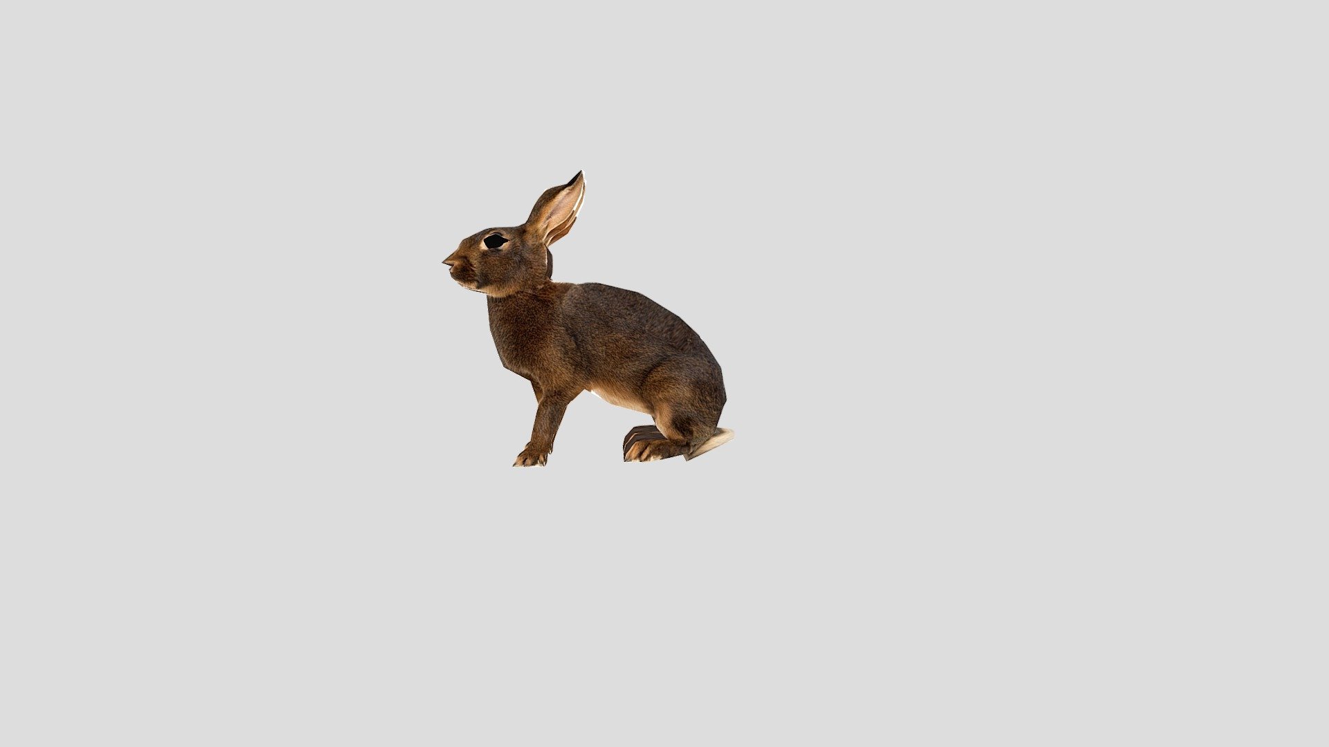 rabbit low poly - 3D model by maripla2394 [a8fee34] - Sketchfab
