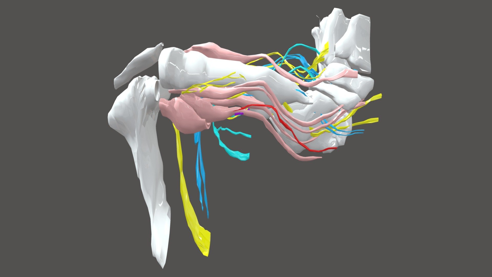 Lower limb human embryo 16 weeks - 3D model by Chair_Digital_Anatomy ...