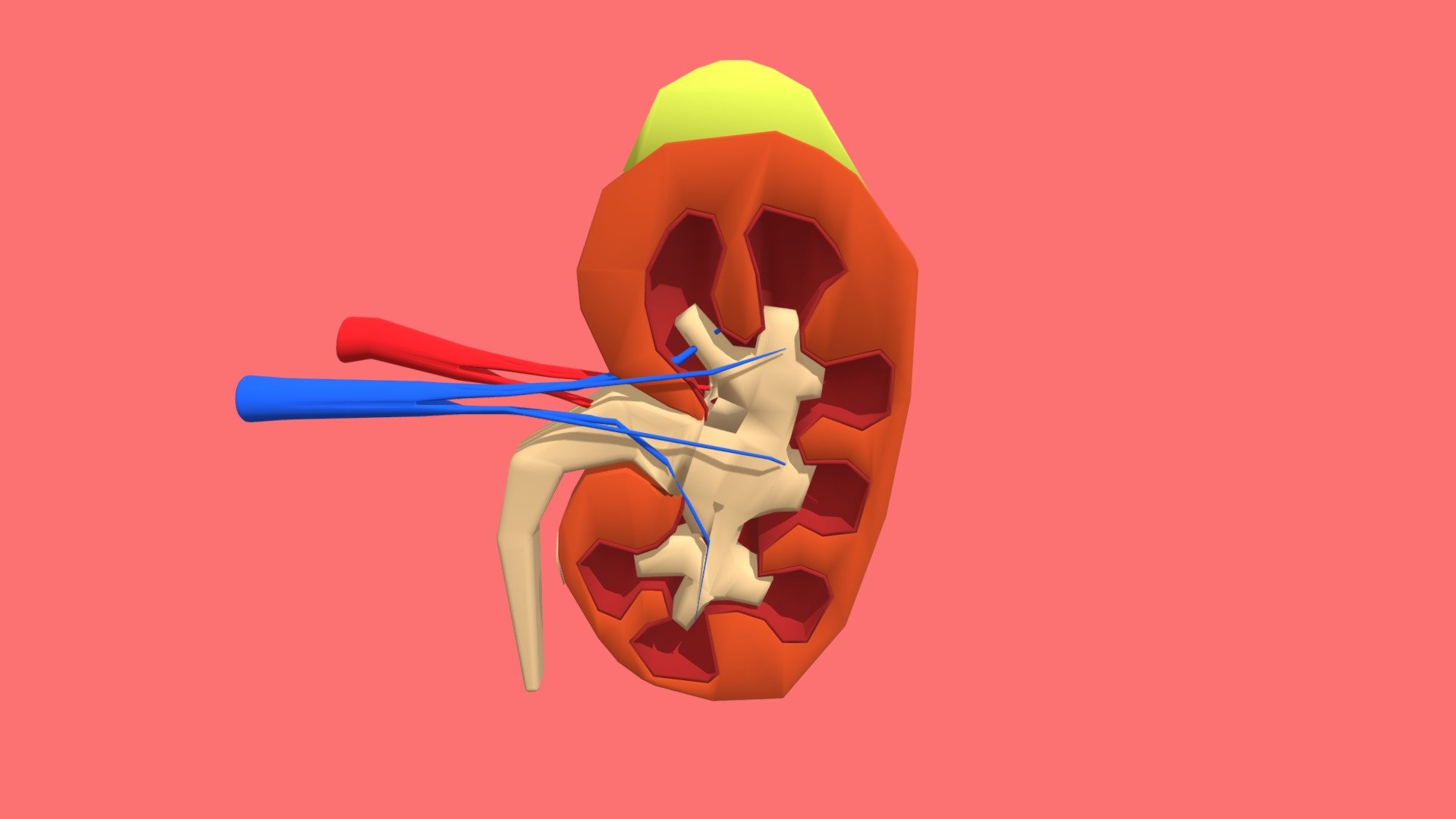 [Free] Kidney 3D Model Anatomy - Download Free 3D model by Novsred ...