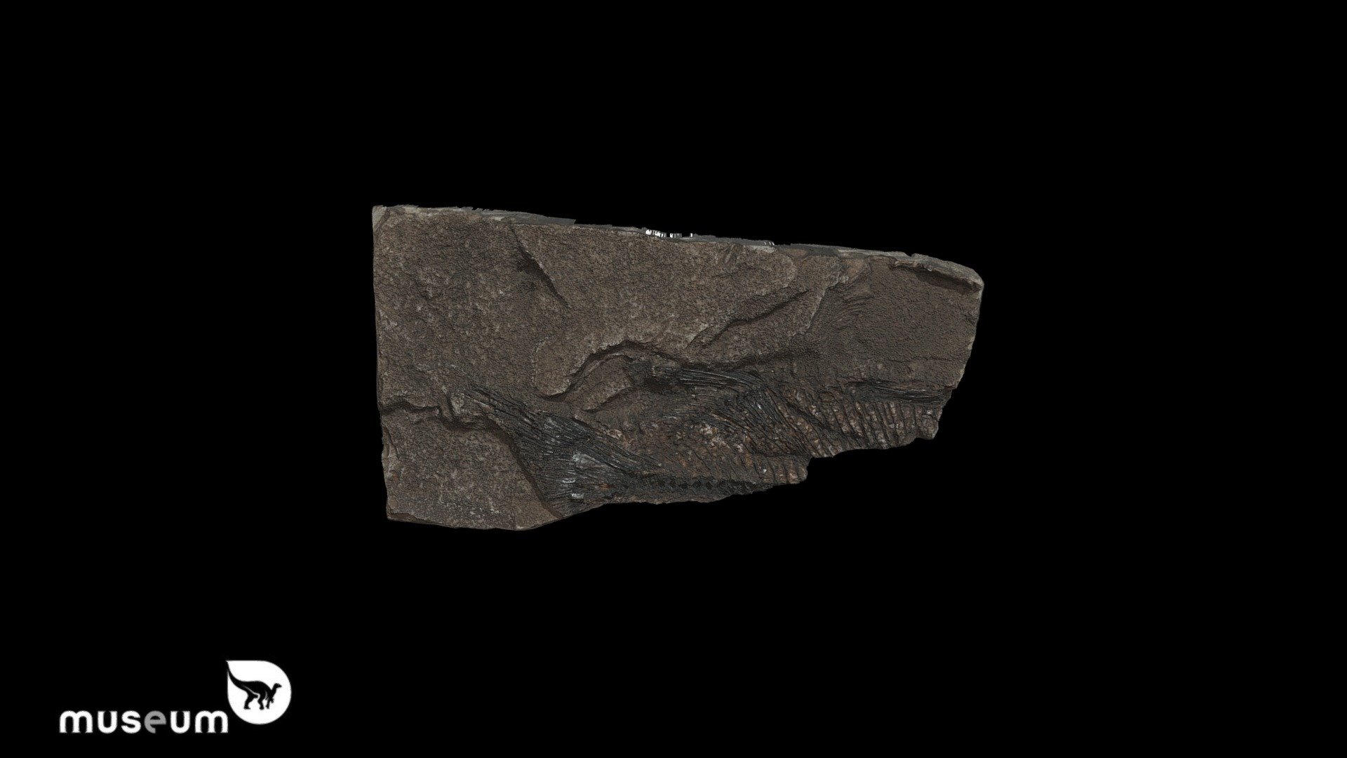 IRSNB P 03381 - Aethalionopsis robustus - 3D model by Royal Belgian ...