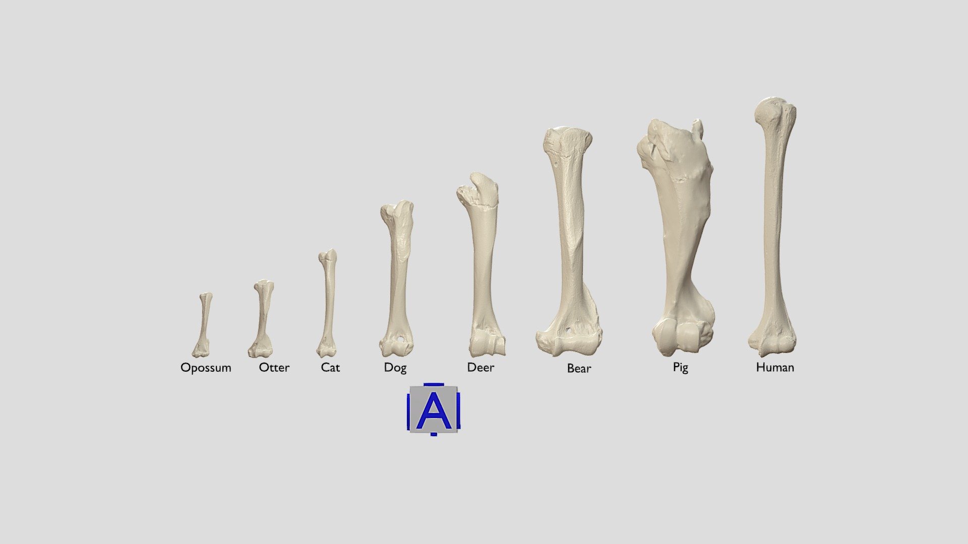 Left Humerus Mammals - Download Free 3D model by Terrie Simmons ...