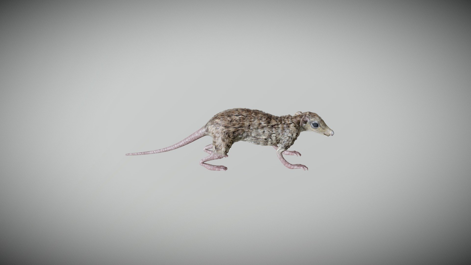 Megazostrodon - 3D model by Vida Systems (@objects1) [a923449] - Sketchfab