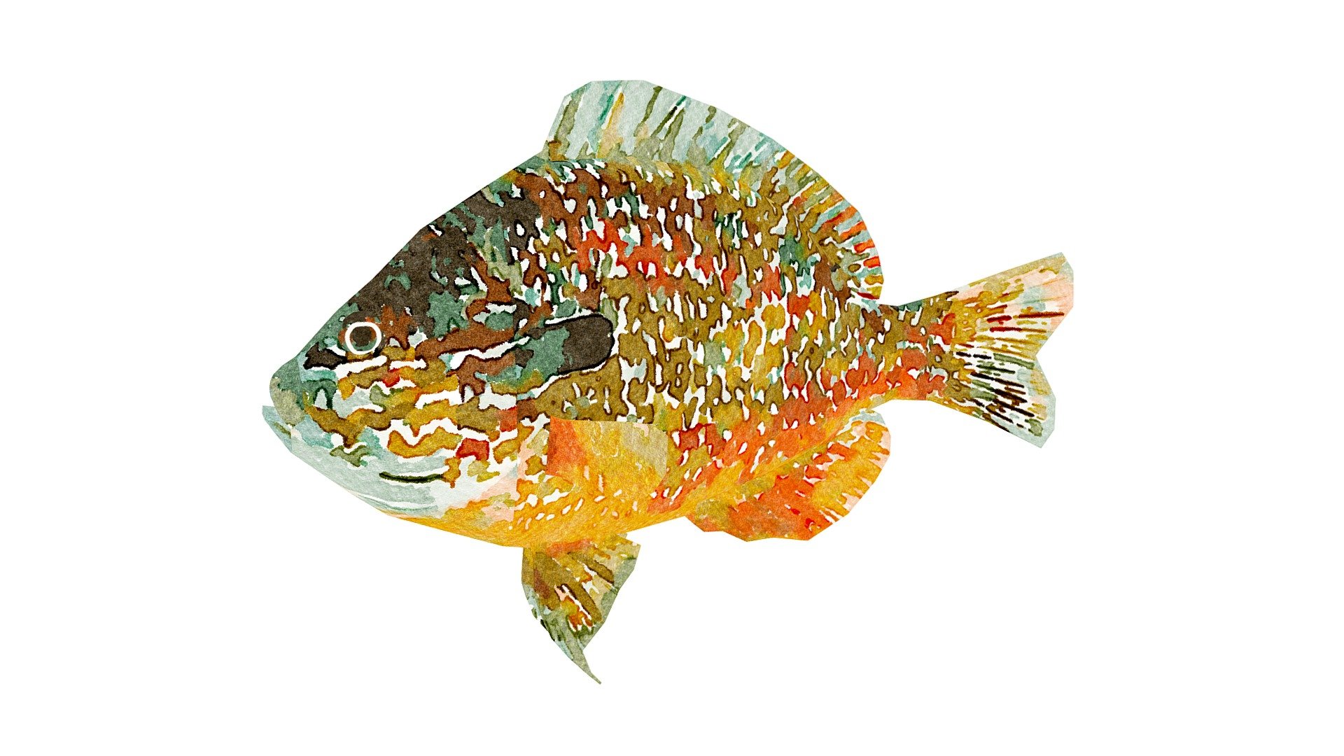 Longear Sunfish Illustration - 3D model by josluat91 [a924aa5] - Sketchfab