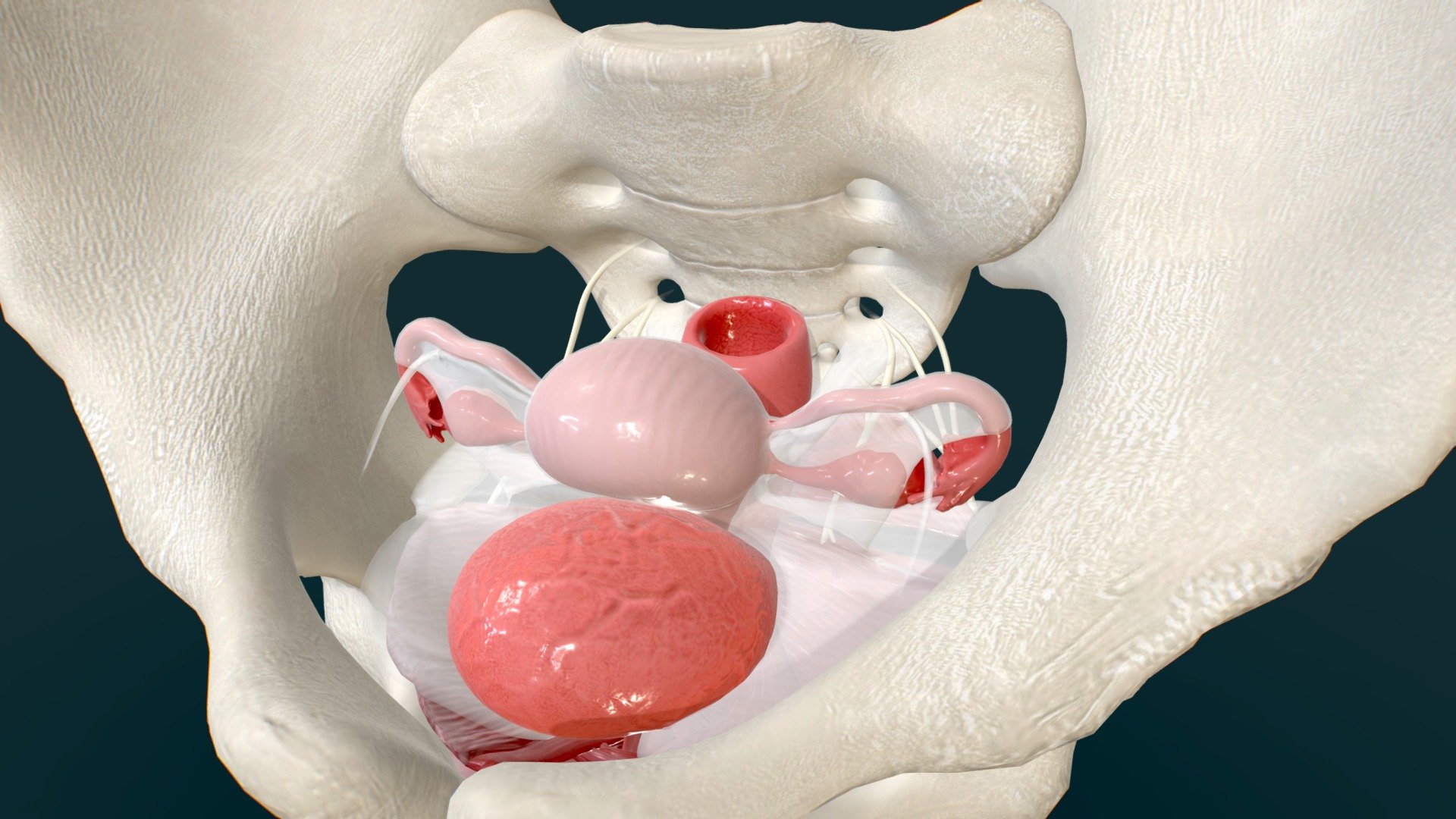 Female Pelvic Floor - Layers of support - 3D model by jlf_illustration ...