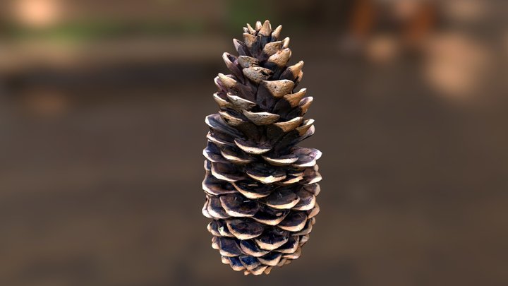 Seed 3D models - Sketchfab