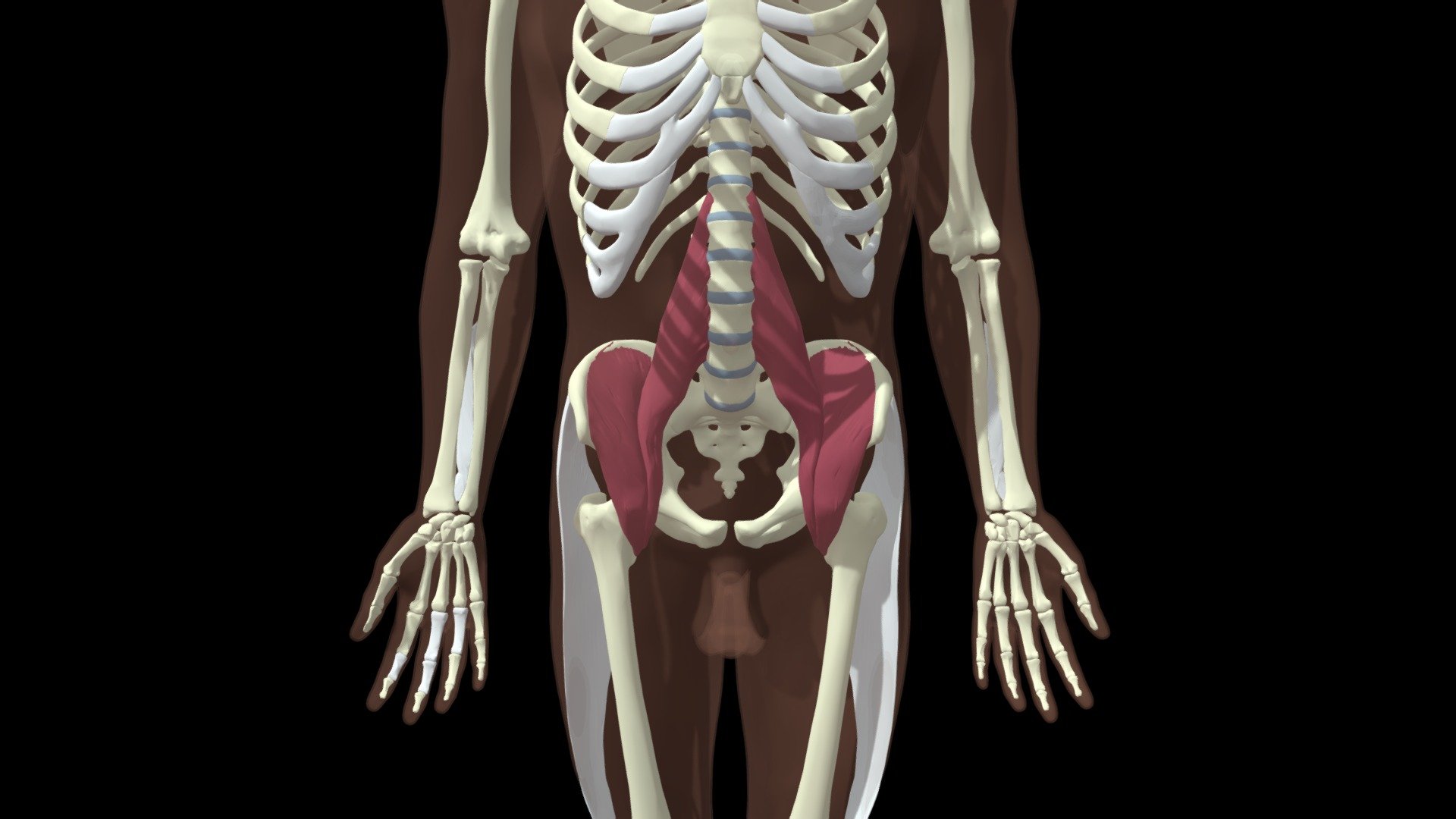 Iliopsoas - Download Free 3D model by Anatomary [a933917] - Sketchfab