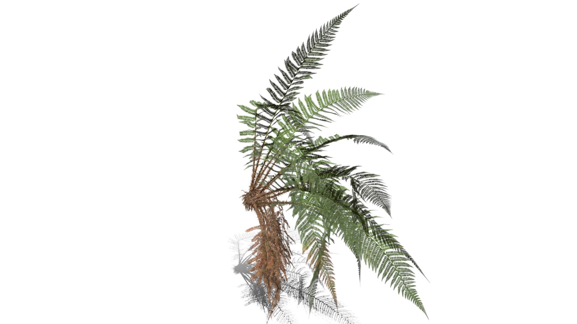 Realistic HD Male fern (37/50) - Buy Royalty Free 3D model by ...