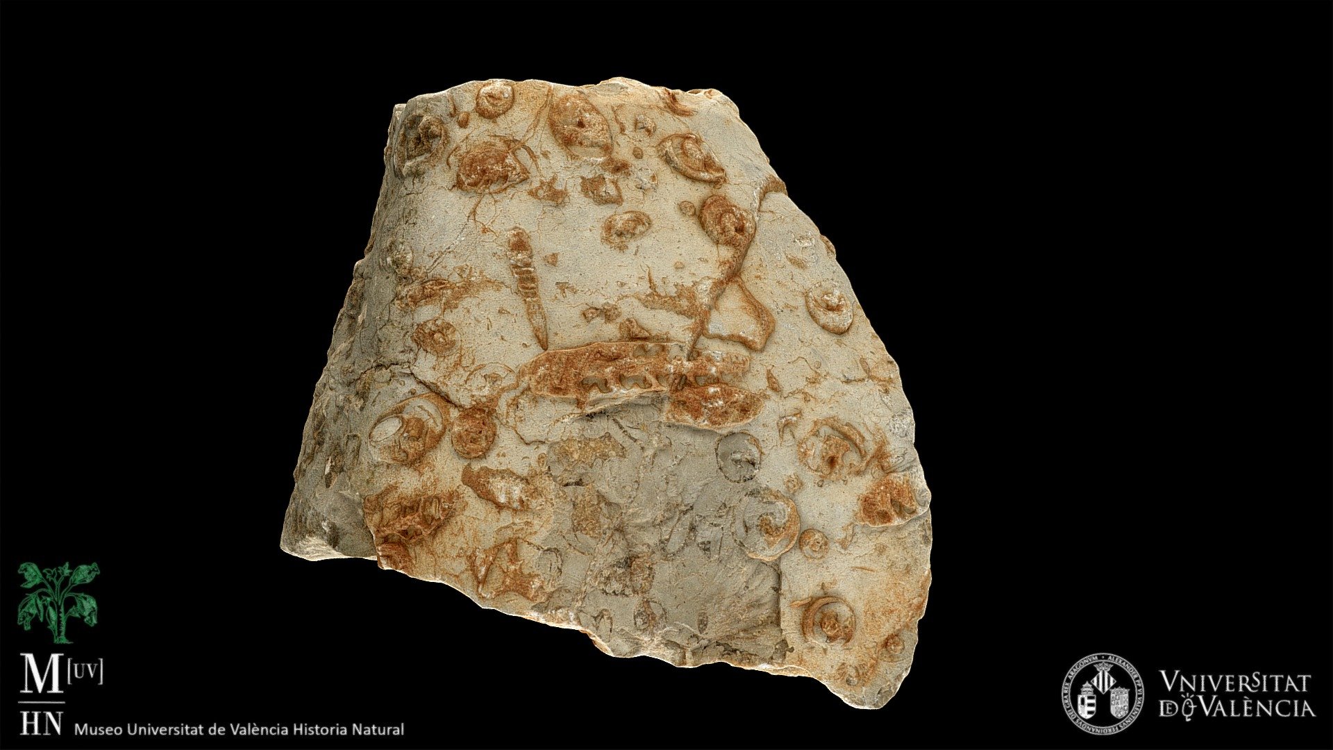 Limestone Nerinea gastropods - Download Free 3D model by Museo [UV ...