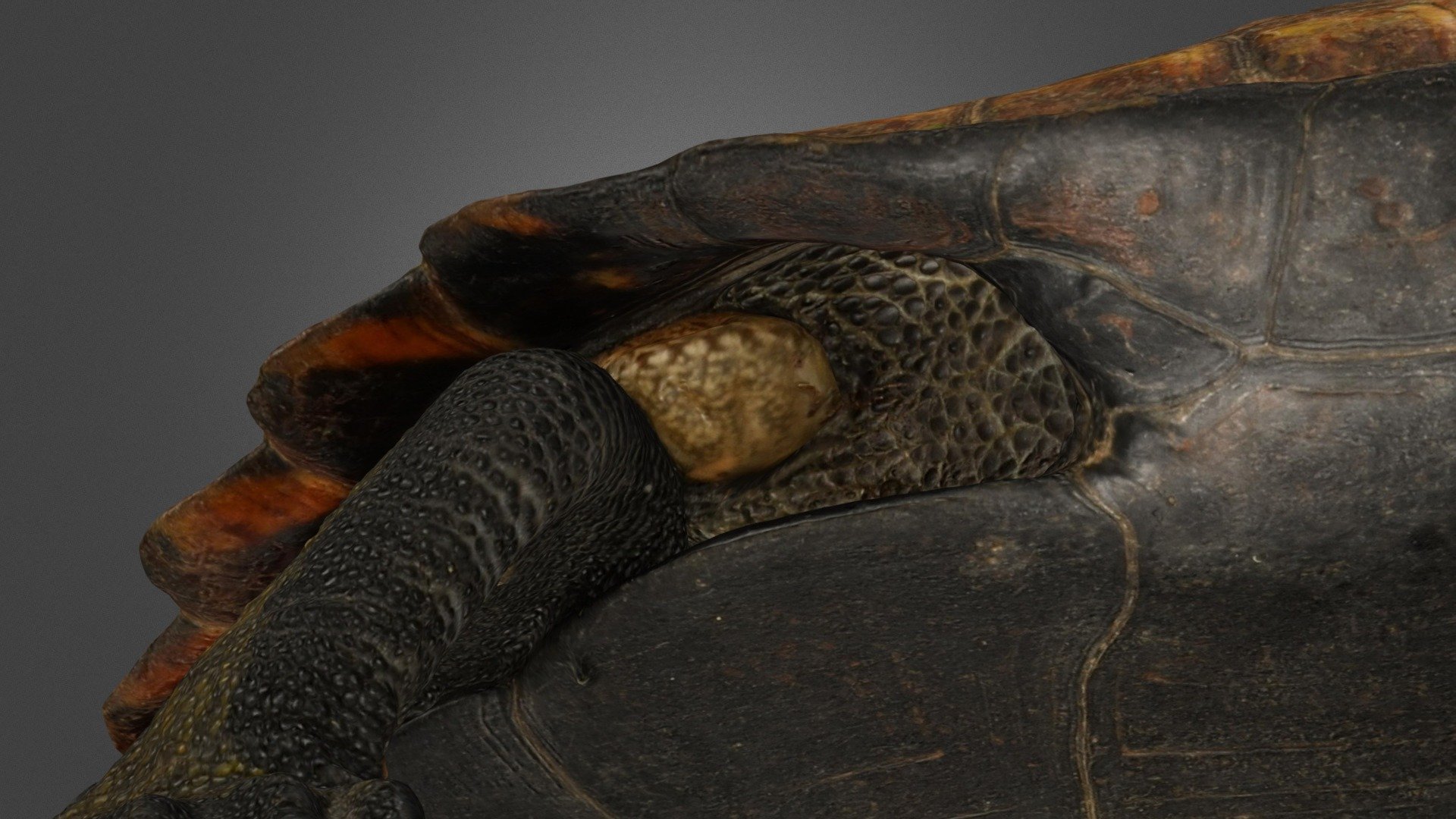 CC0 ニホンイシガメ 🐢 ♂ Japanese Pond Turtle - Download Free 3D model by ffish ...