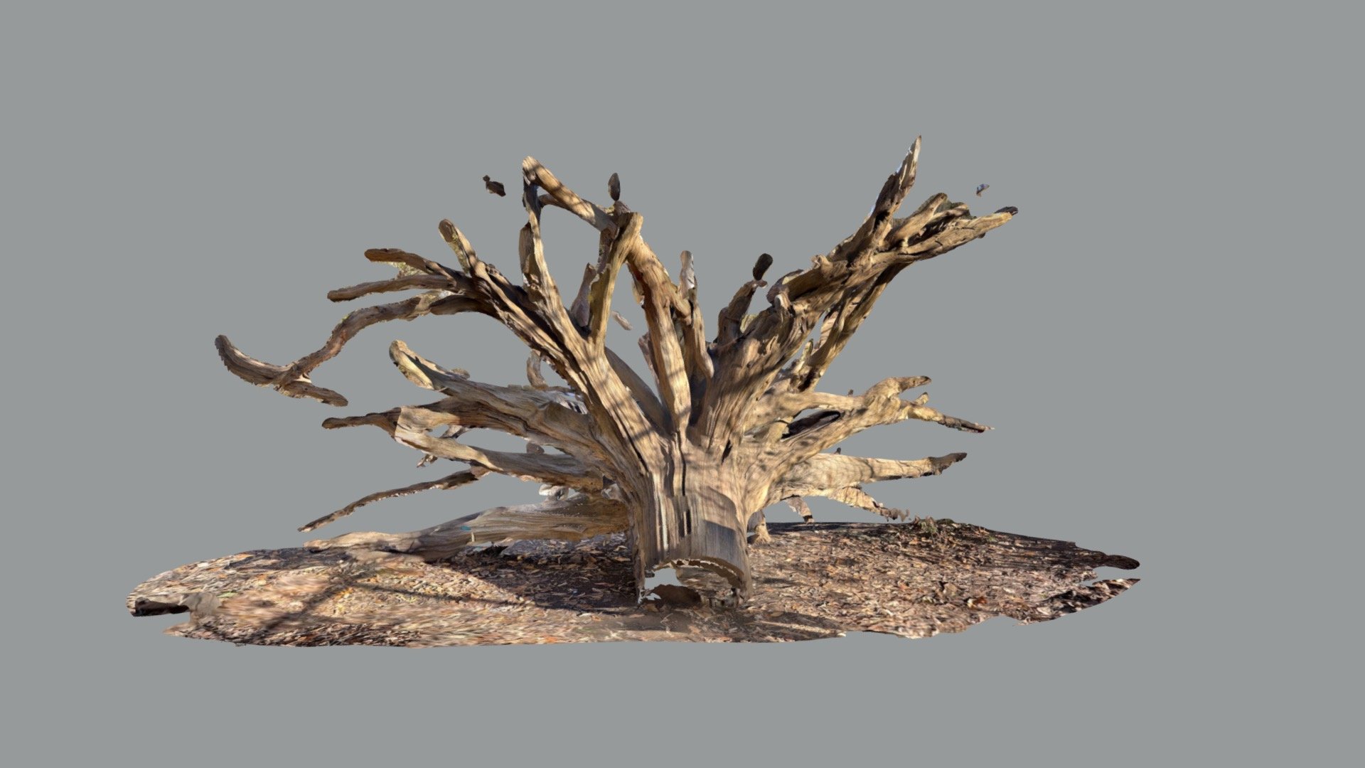 Upended tree - Download Free 3D model by jakazawa [a94d366] - Sketchfab