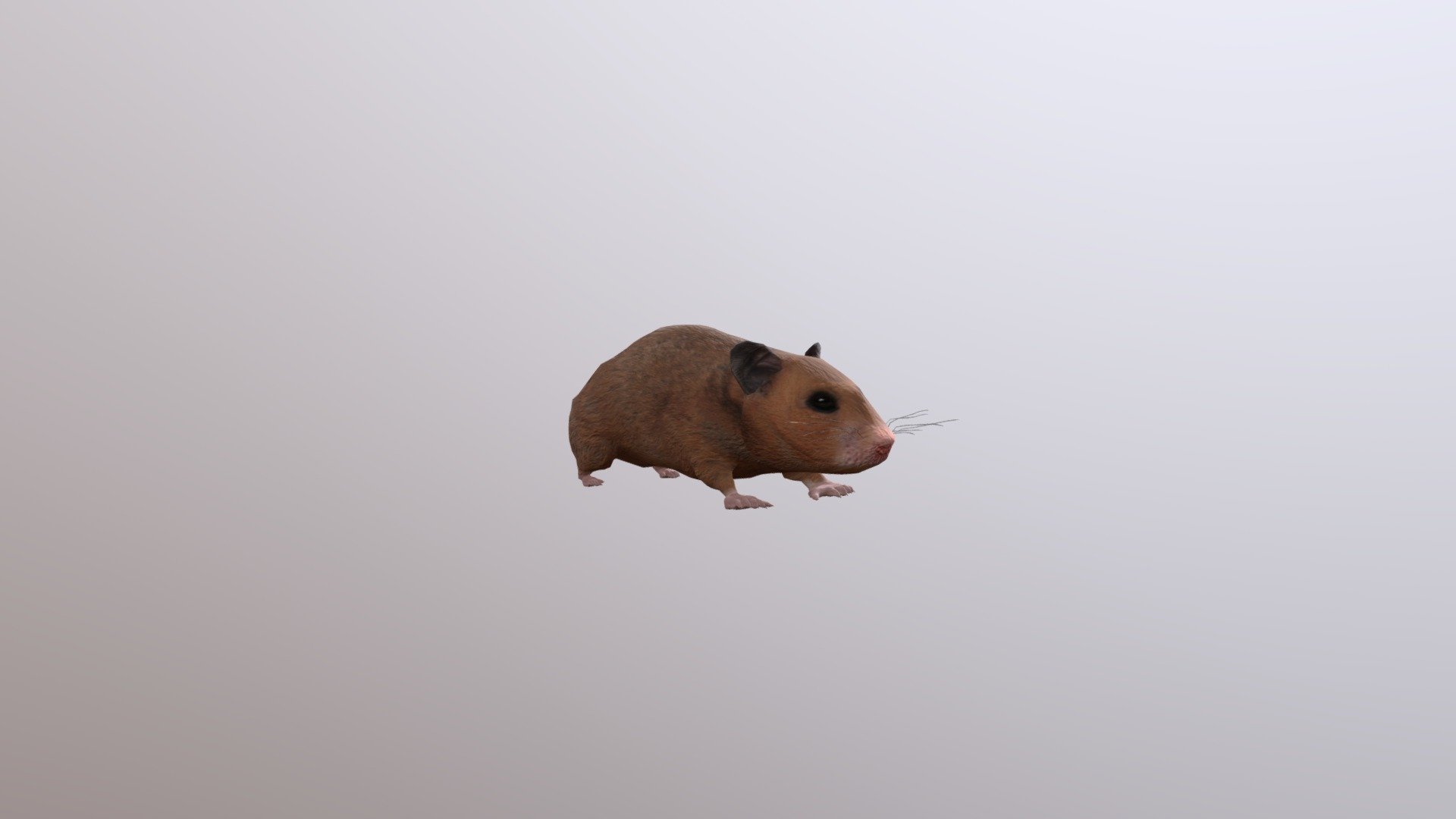 Syrian Hamster - Buy Royalty Free 3D model by 3dlowpoly [a94d92b ...