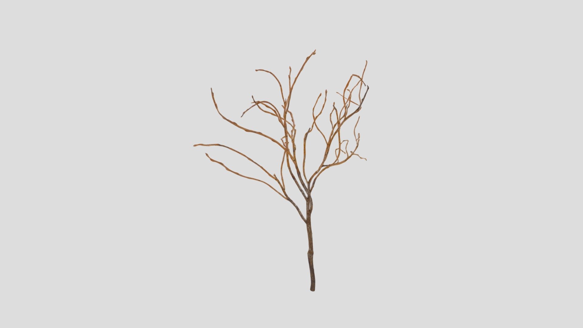 Blueberry branch - 3D model by andreasmyrin [a94e302] - Sketchfab