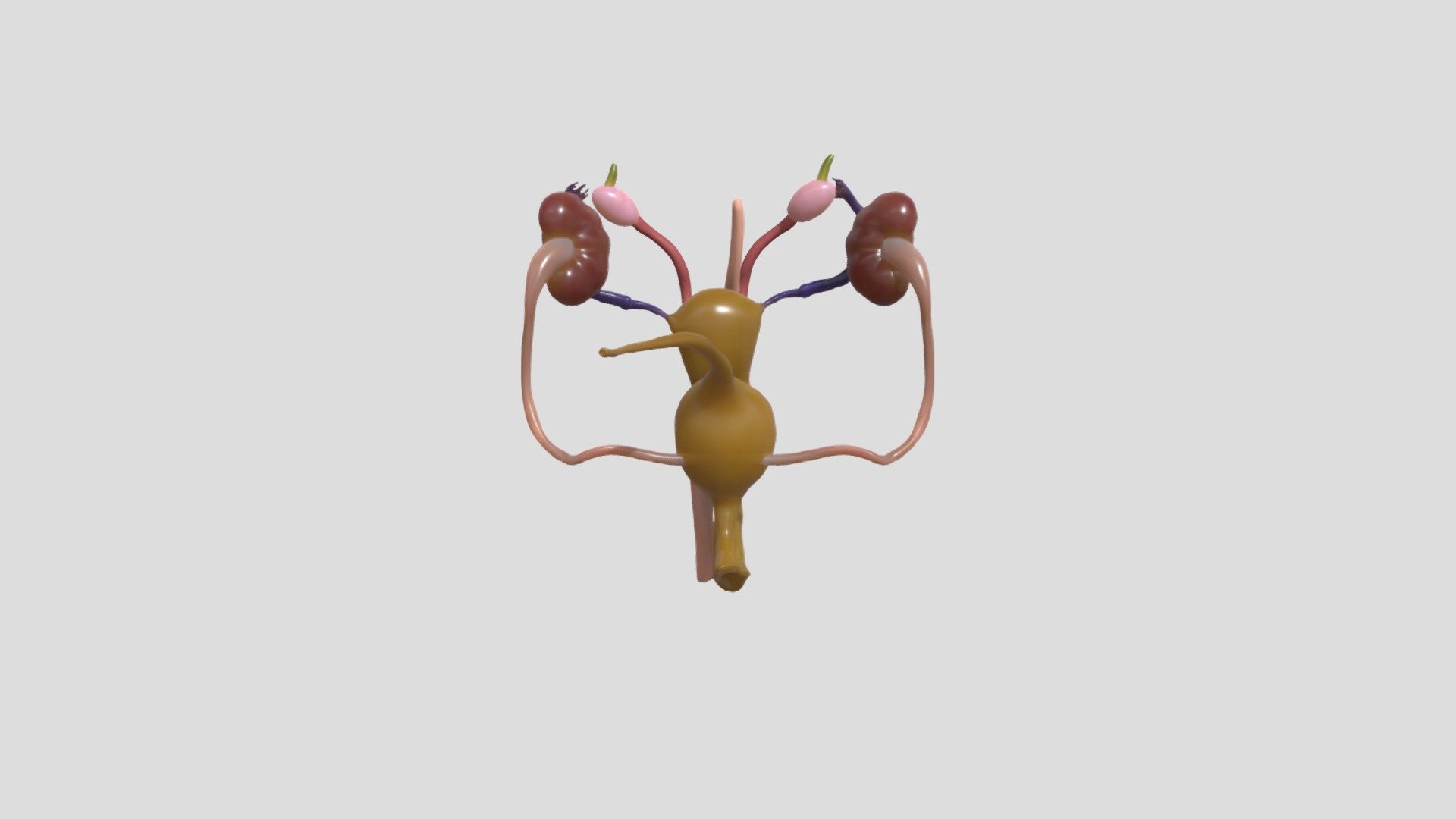 Female_Reproductive_System_Week_SIxteen_Realisti - 3D model by ...