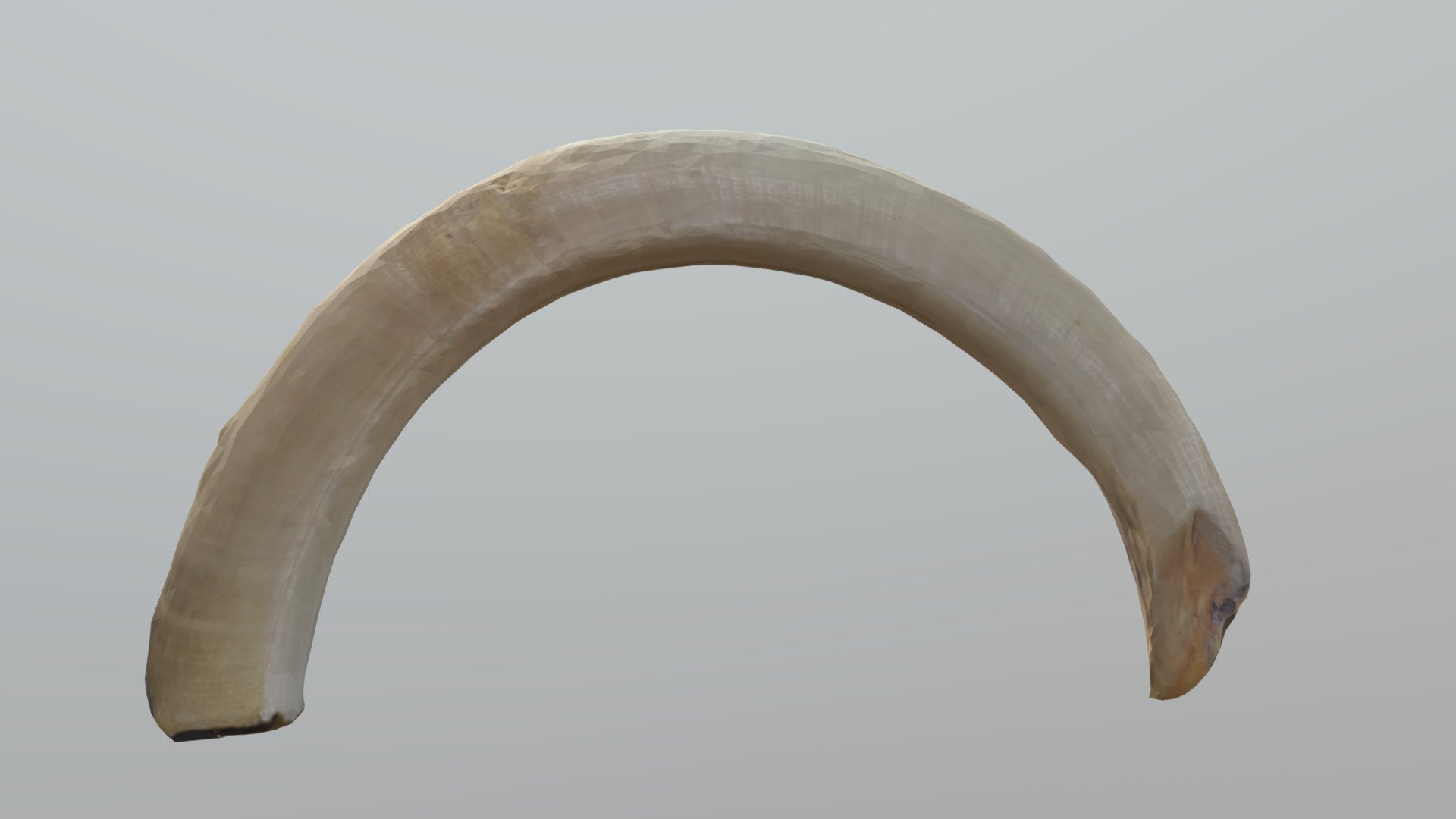 Défense Sanglier - Download Free 3D model by Tavernier Amaury ...