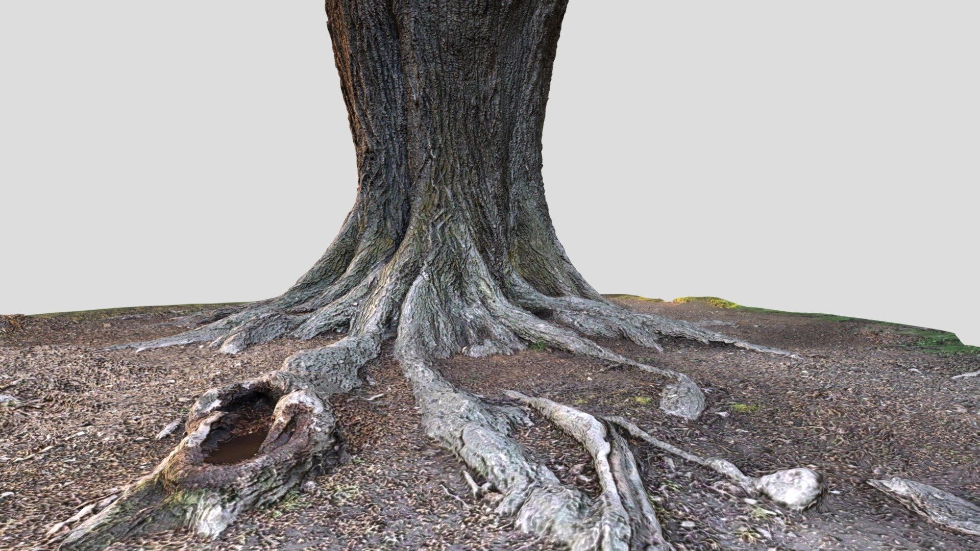 Detailed Tree - 3D model by JavierTorres [a964e4b] - Sketchfab