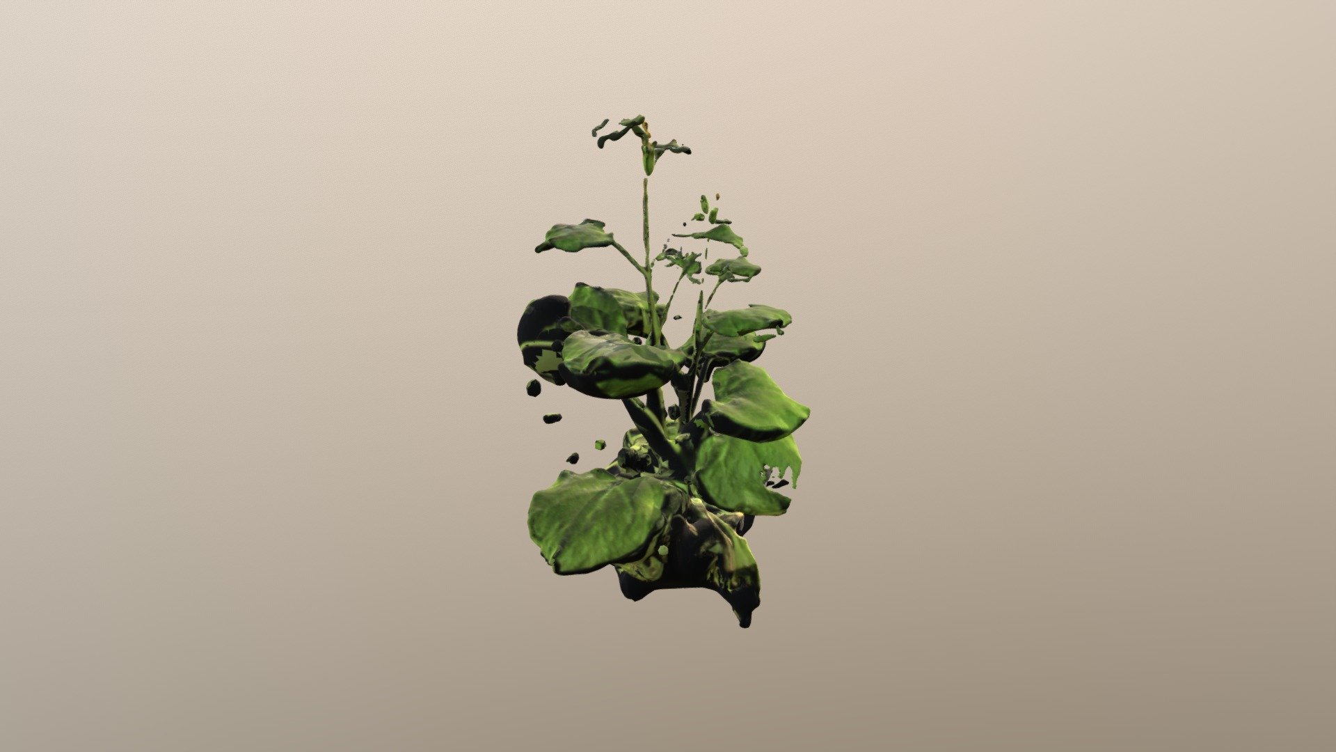 Plant Scan - 3D model by jasonlambmcmaster [a96620f] - Sketchfab
