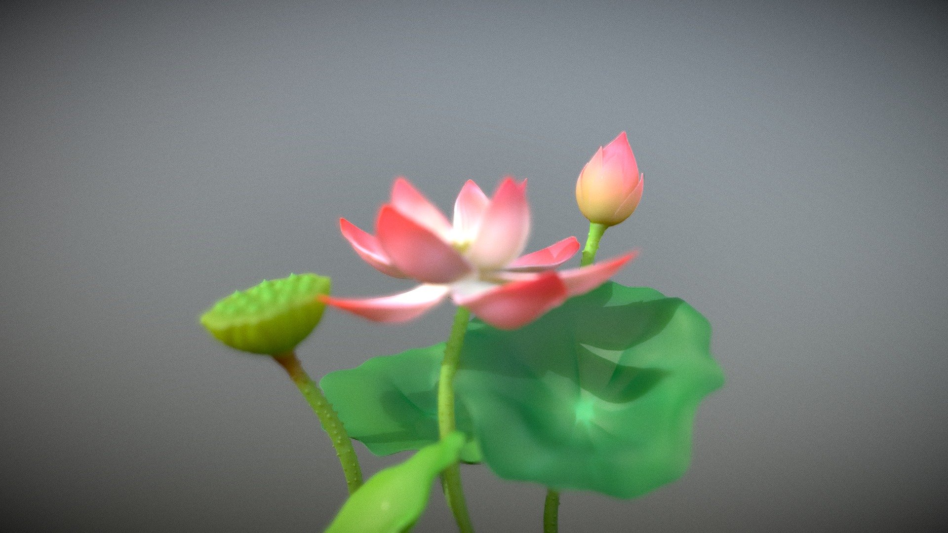 Lotus - Download Free 3D model by 寅虎 (@yinhu) [a96bda0] - Sketchfab