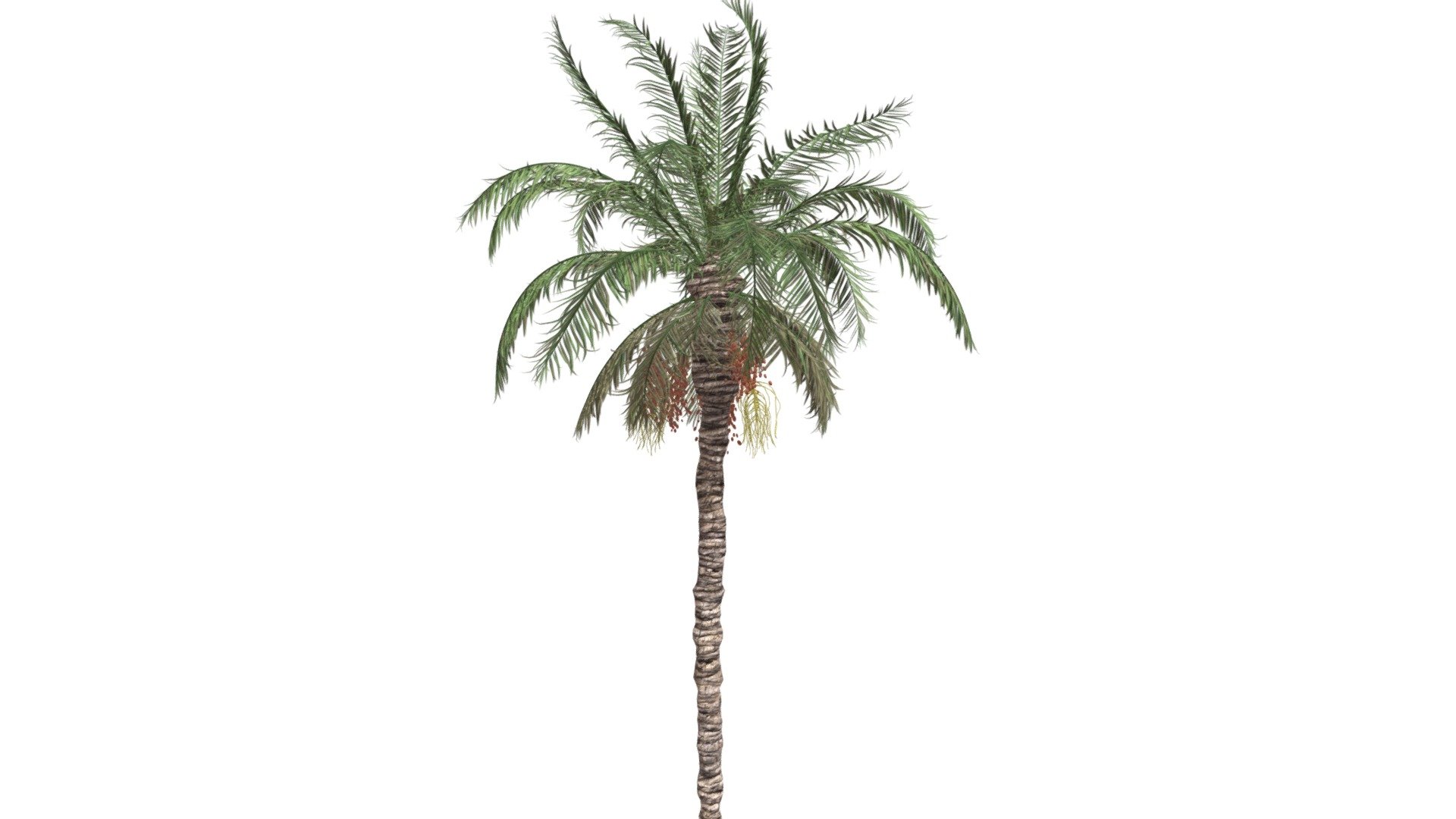 Date Palm Tree #07 - Buy Royalty Free 3D model by meshshape [a974102 ...