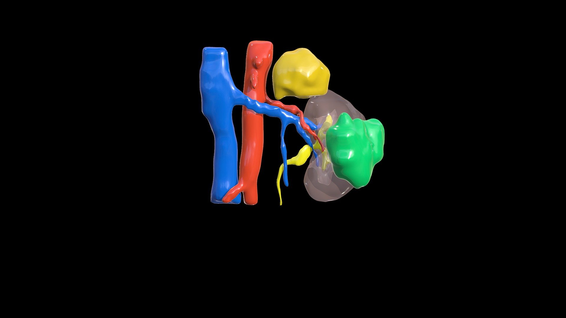 Left Kidney and Adrenal gland - 3D model by Cirurgic3D (@neorenal ...