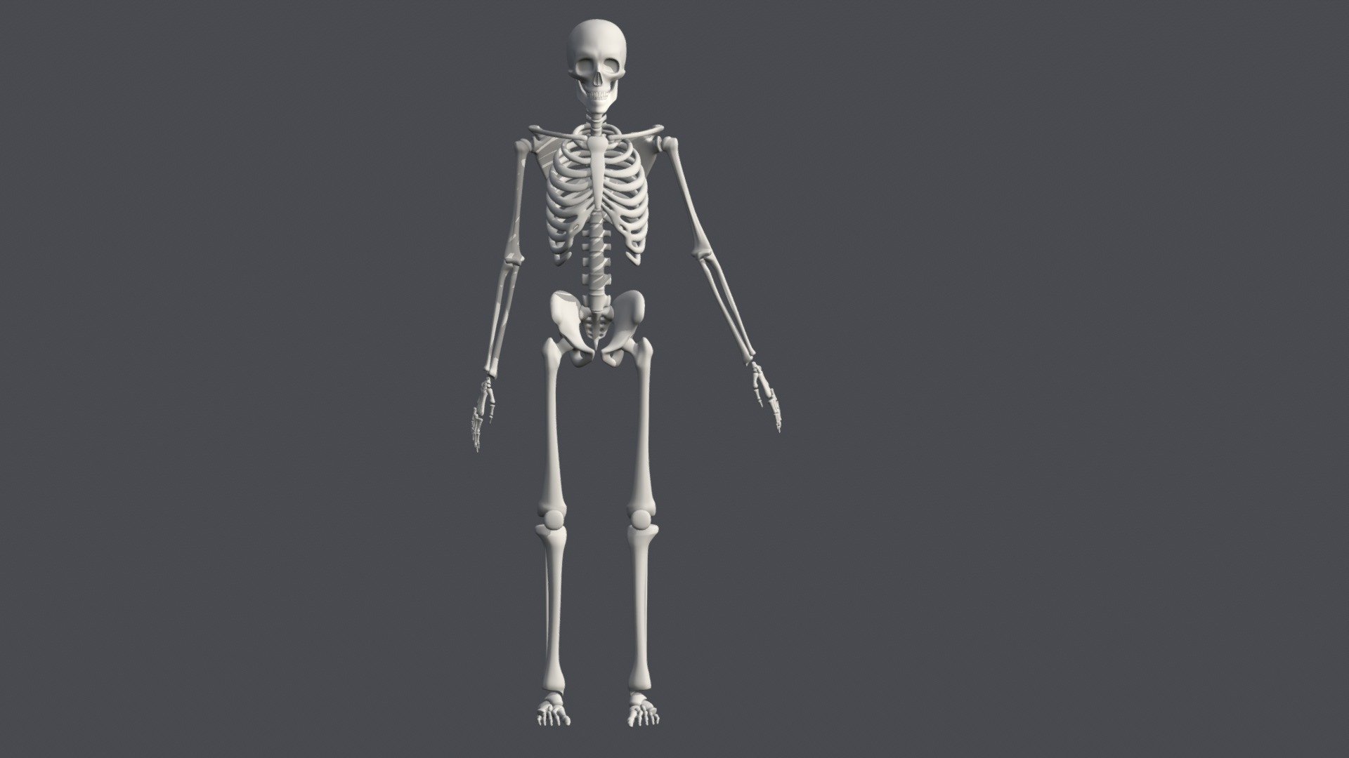 Human Skeleton - 3D model by BionicKiwi (@LizDrybread-Matheny) [a9826a2 ...