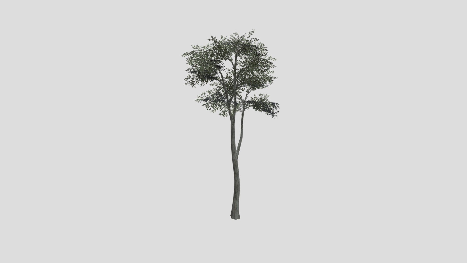 eucalyptus tree - 3D model by ndt5292 [a985e00] - Sketchfab