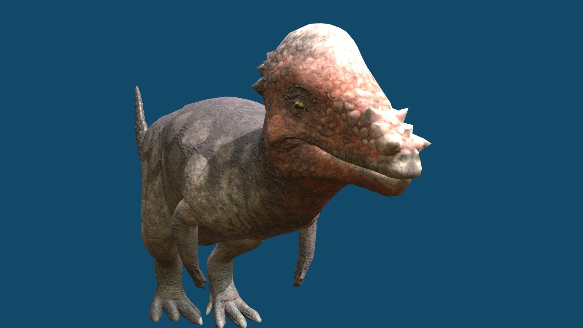 Pachycephalosaurus - Download Free 3D model by kenchoo [a98d7ea ...
