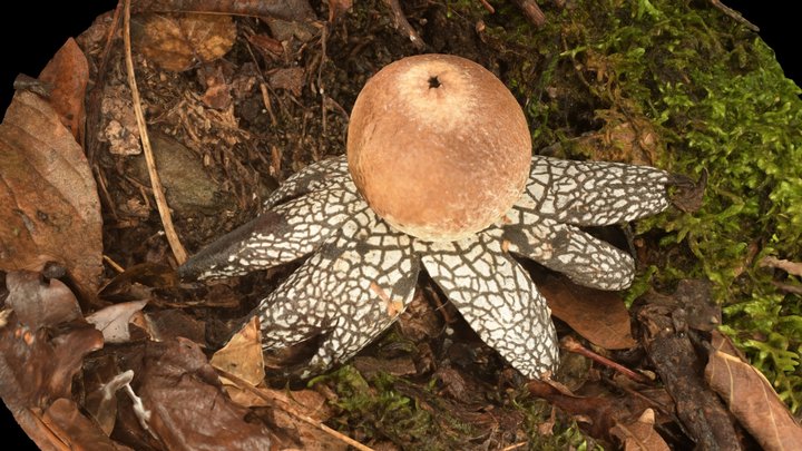 Fungi 3D models - Sketchfab