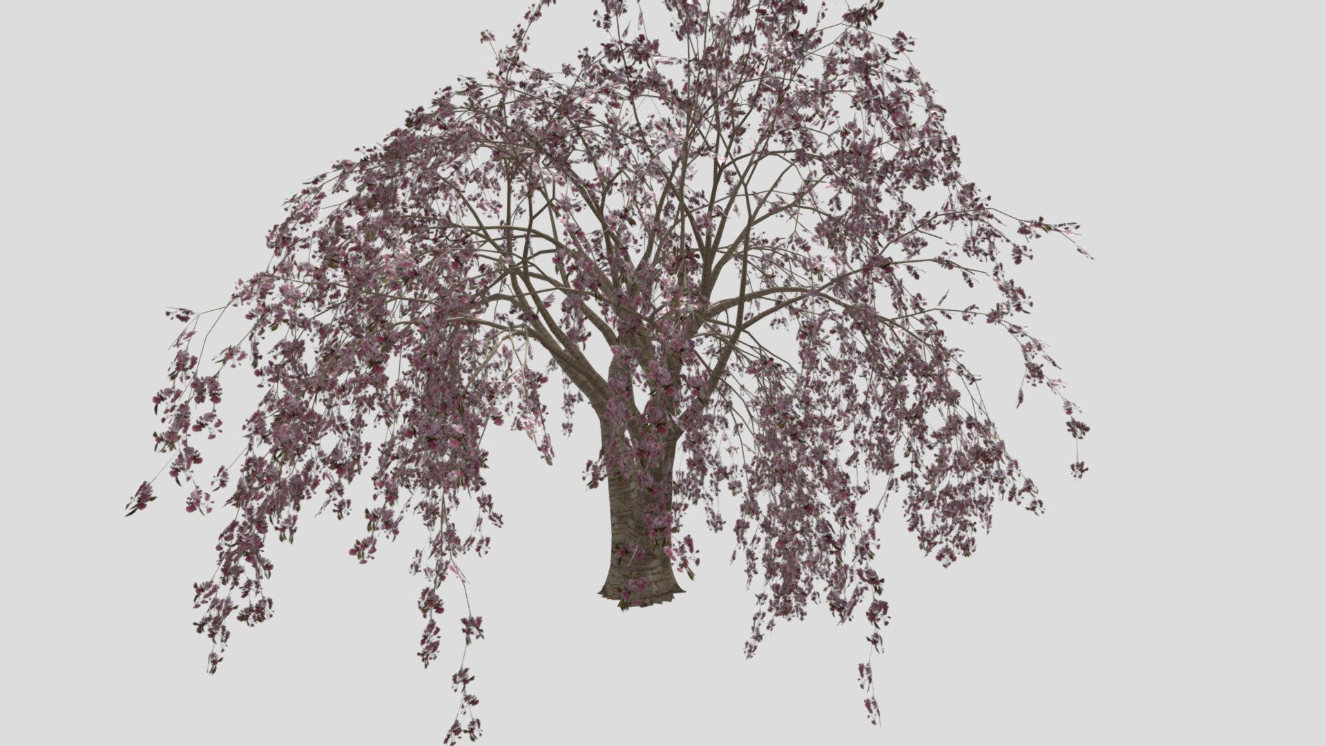 Sakura - Download Free 3D model by RosticOstafi [a995ce4] - Sketchfab