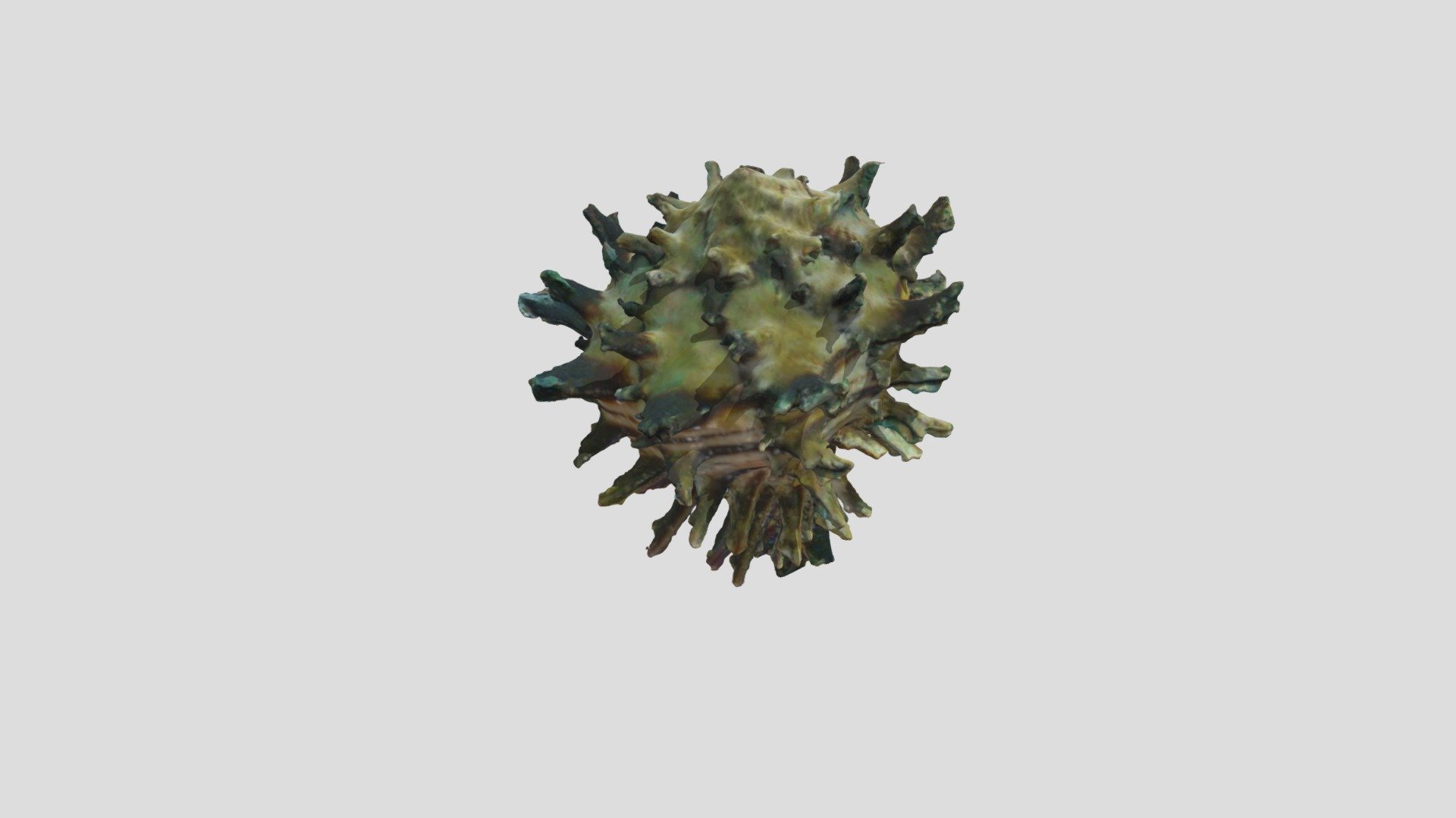 Hexaplex sp. - Download Free 3D model by coleccionesbiol.3d.sig ...