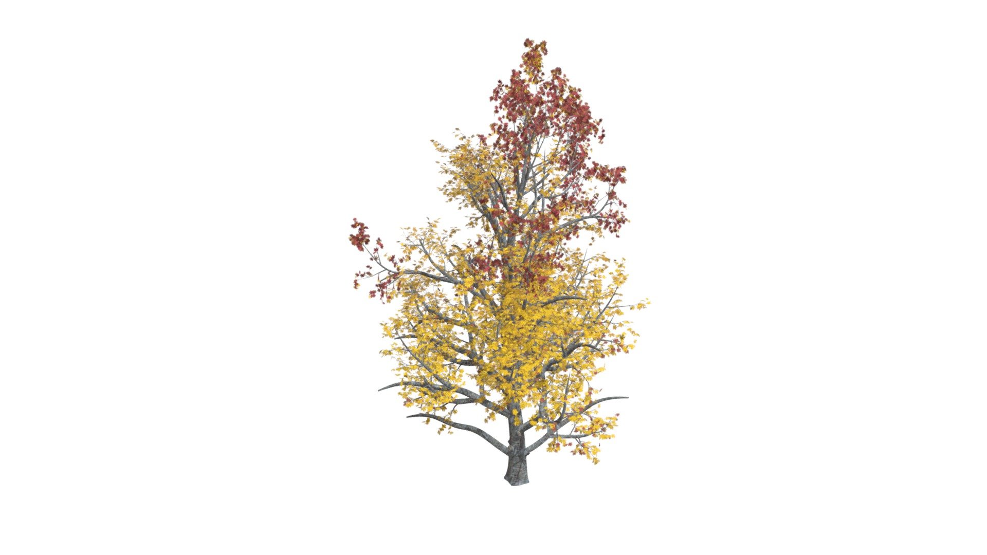 Mountain Maple Tree (Fall) #09 - Buy Royalty Free 3D model by meshshape ...