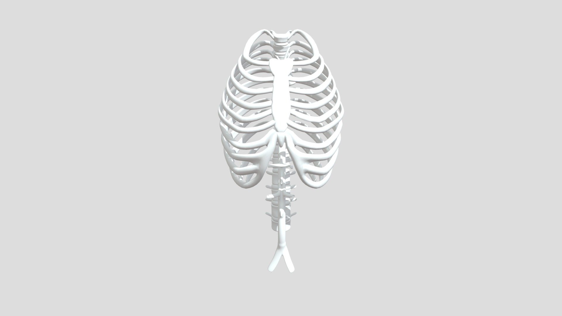Aorta, Ribs And Spine - 3D model by sford9268 [a9a5e0a] - Sketchfab