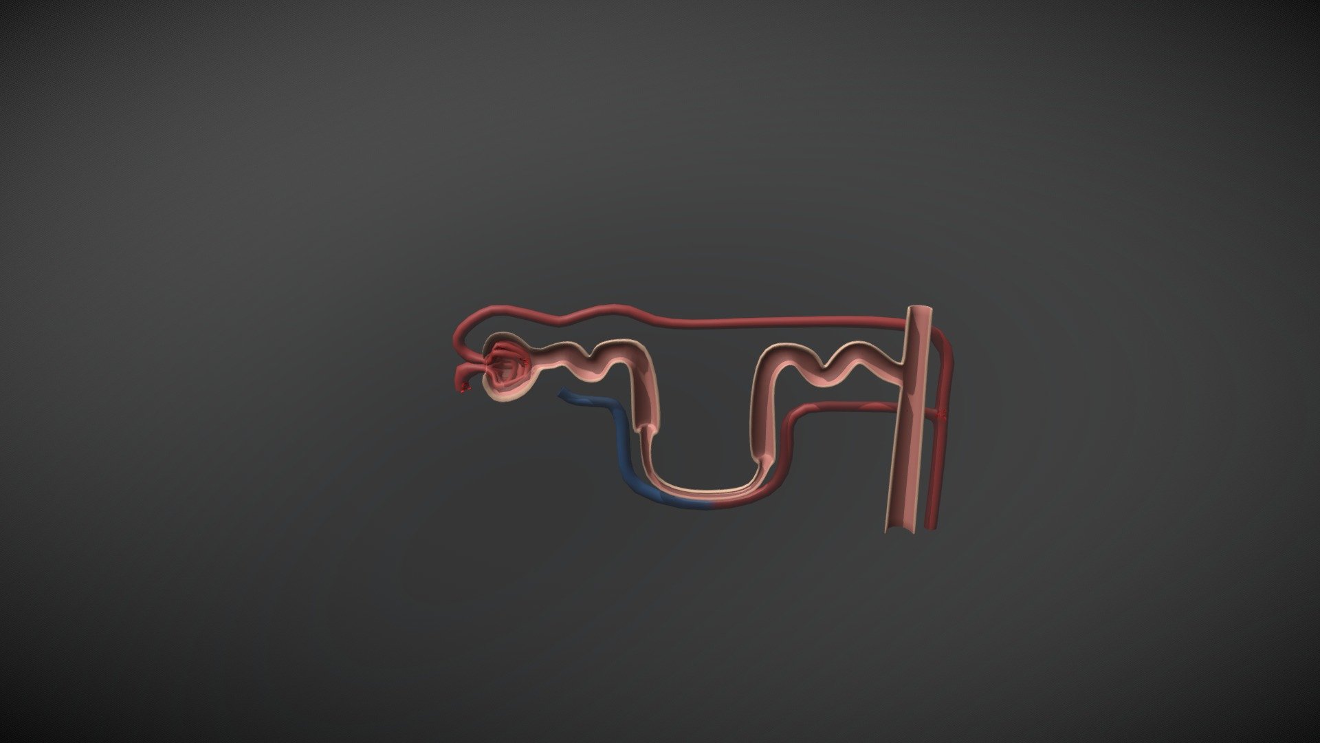 Urine Formation - 3D model by Simply_Better (@andreeva.yana.1311 ...