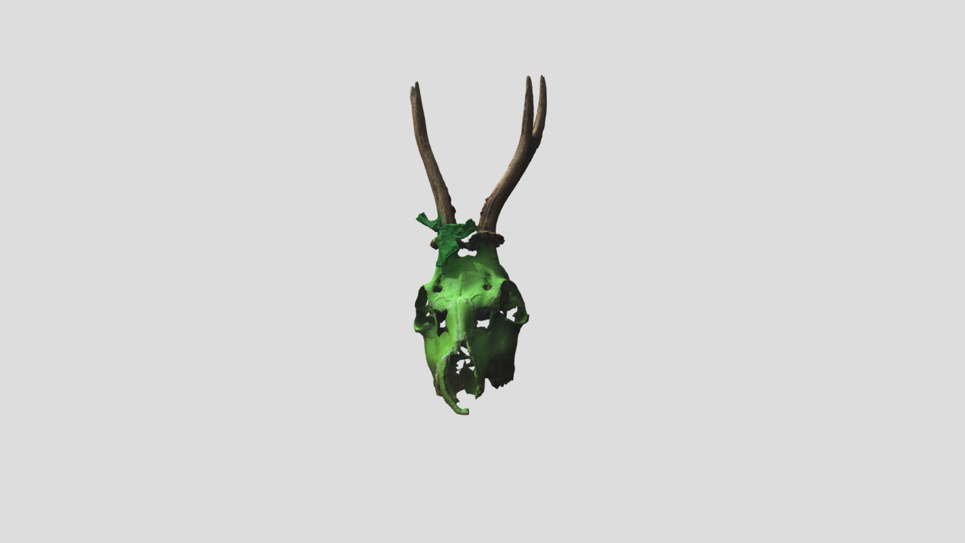 Painted Deer Skull - Download Free 3D model by OneExcitingYear [a9ac3c8 ...
