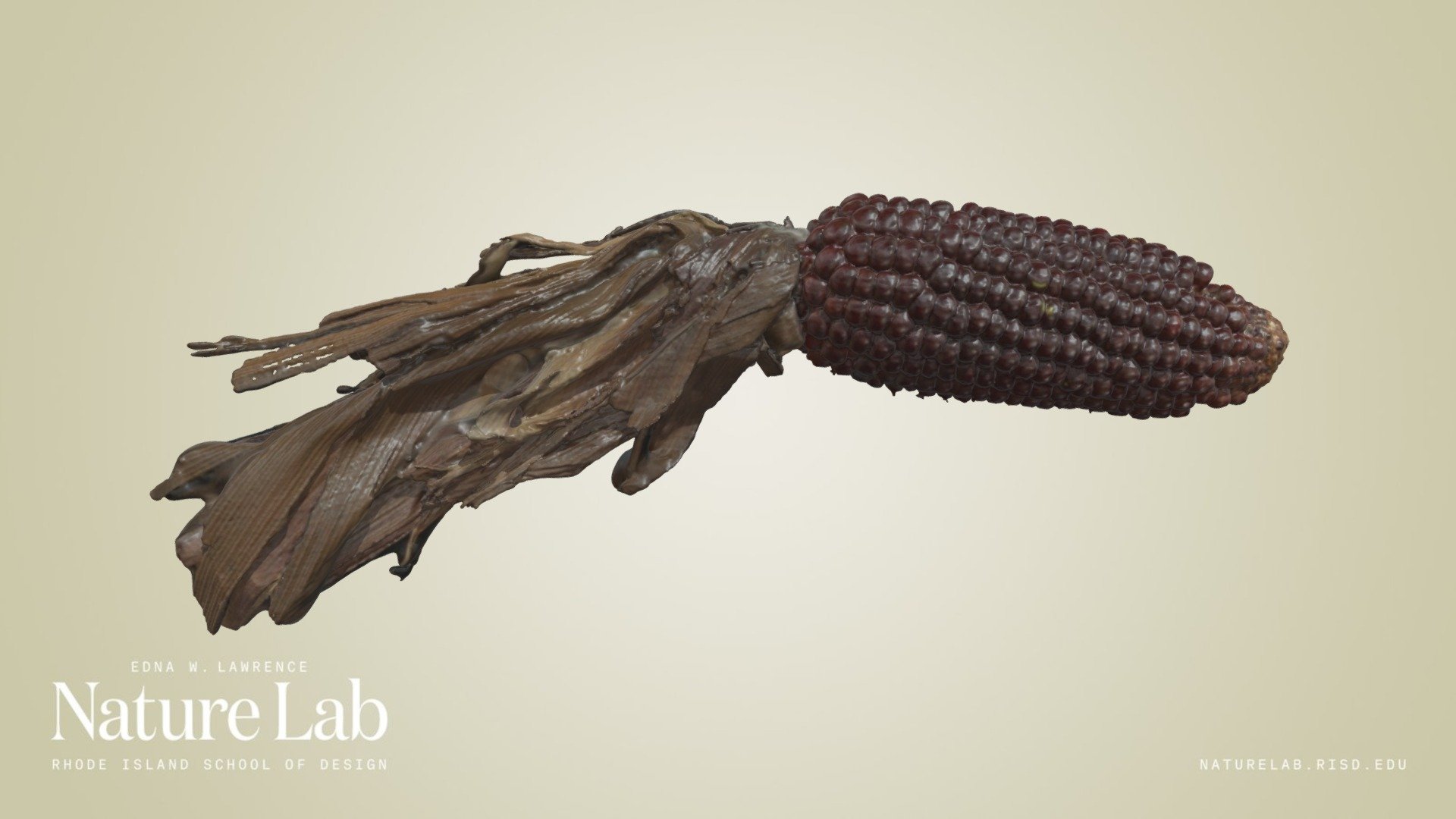 Tiny Ear Of Corn - Download Free 3D model by RISD Nature Lab ...