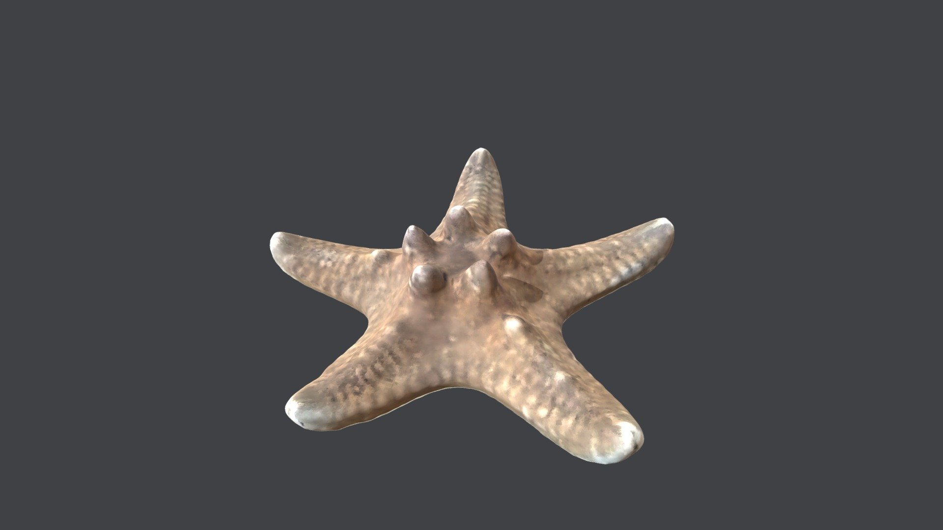 starfish - Buy Royalty Free 3D model by holgercp [a9bb846] - Sketchfab ...